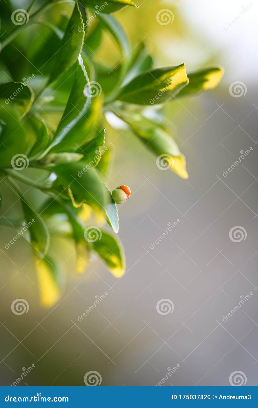Euonymus Evergreen Shrub Red Berry Stock Photo - Image of flora ...
