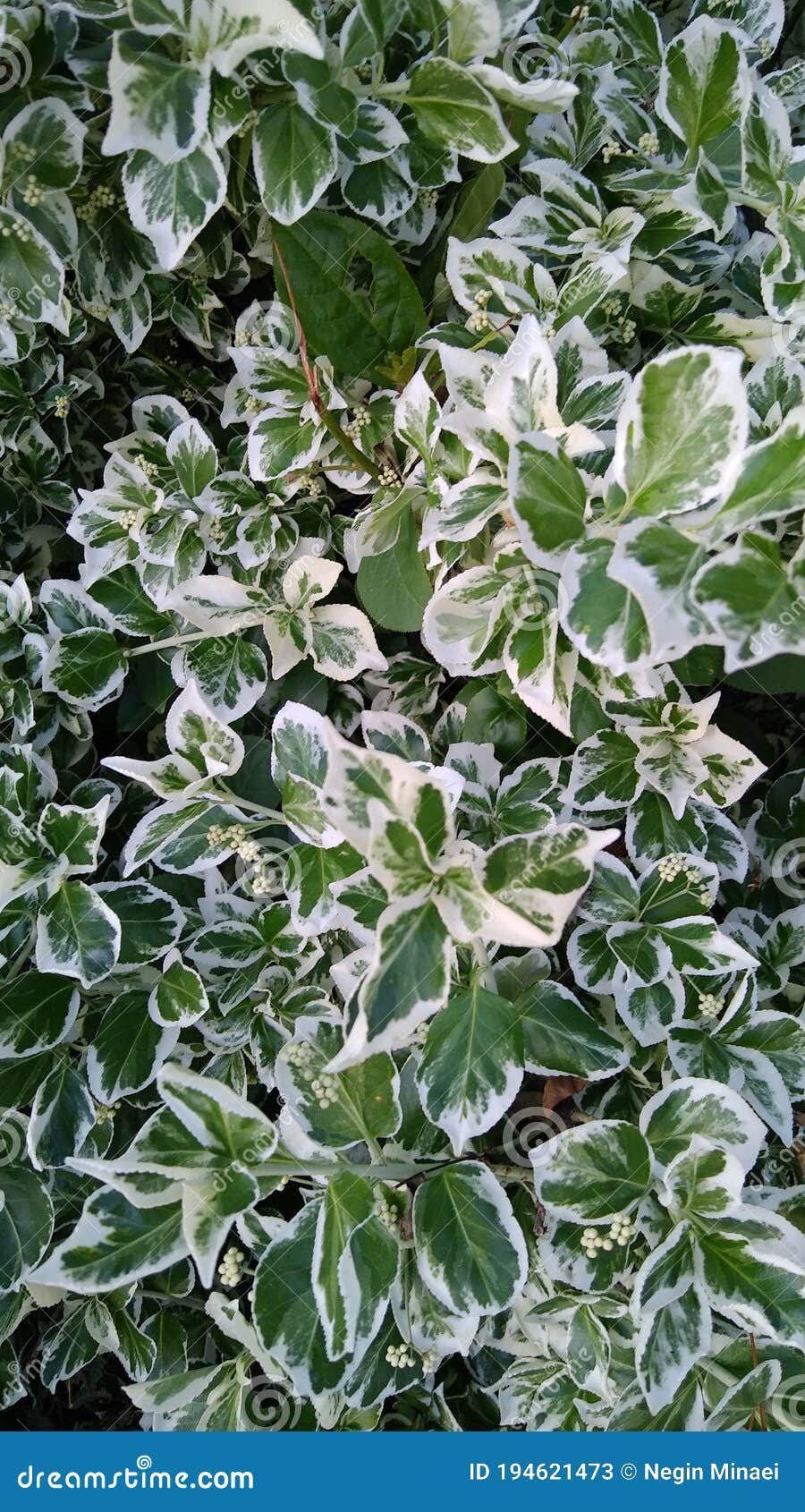 Euonymus Fortunei Emerald Gaiety Shrub Stock Image - Image of outdoor ...