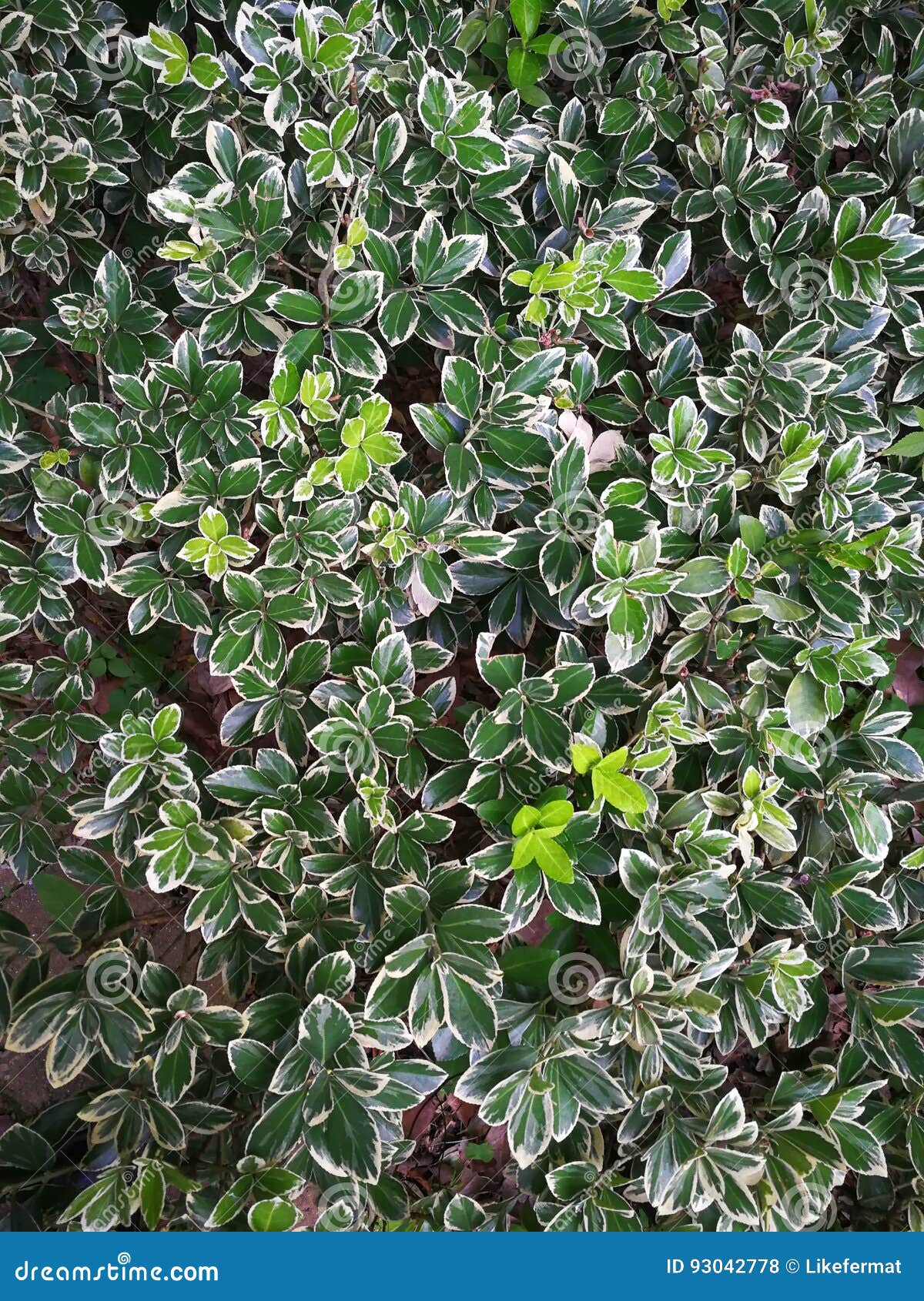 Euonymus Fortunei Emerald Gold Stock Photo - Image of emerald, leaves ...