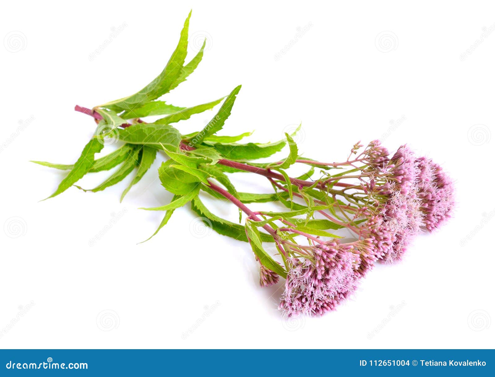 Eupatorium. Most are Commonly Called Bonesets, Thoroughworts or Stock ...