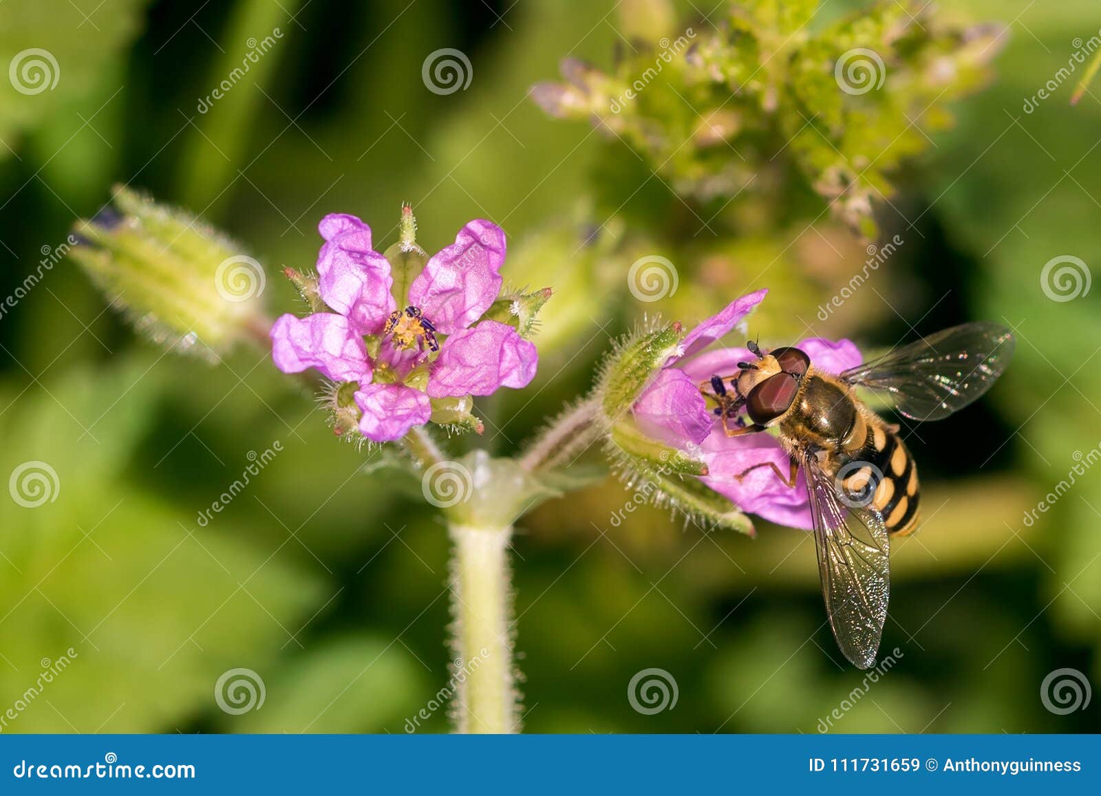 Eupeodes sp v 库存图片. 图片 包括有 精美, 题头, 野花, 花粉, 植物群, 玻色子 - 111731659