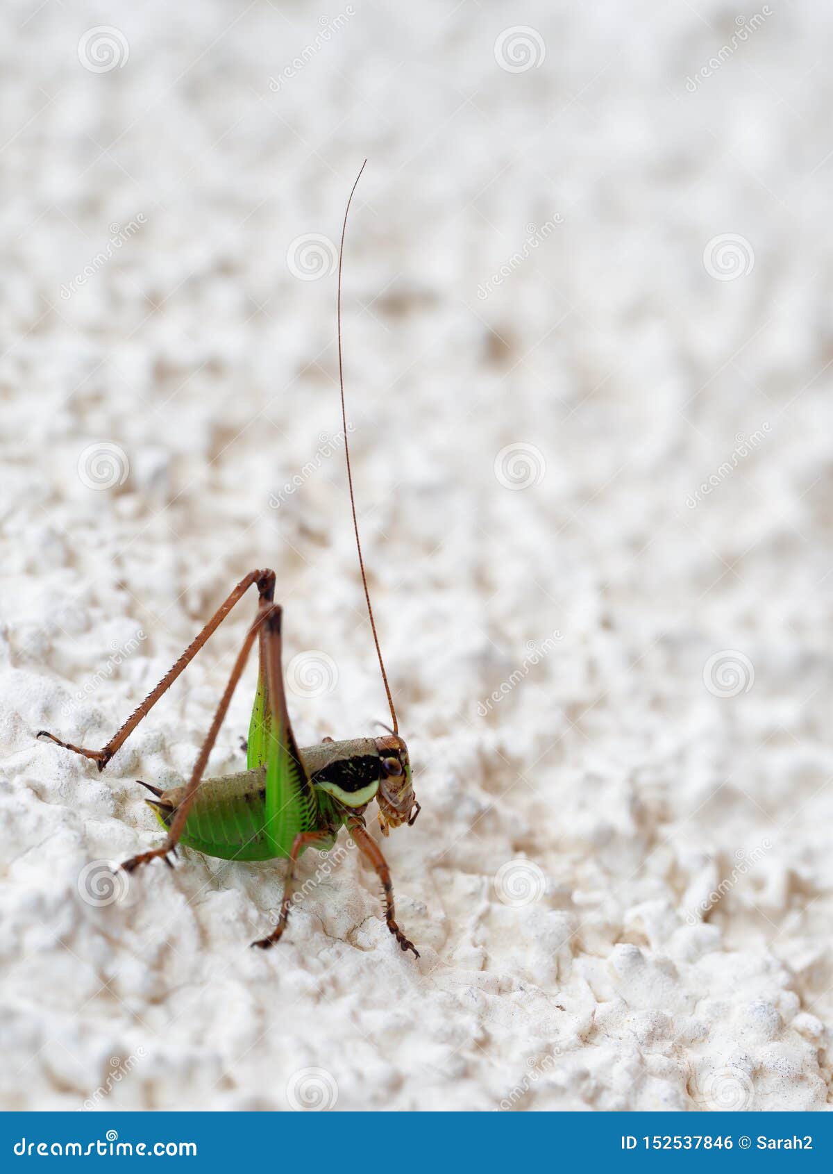 Eupholidoptera Chabreri. Bush Cricket, Insect Profile. Stock Photo ...