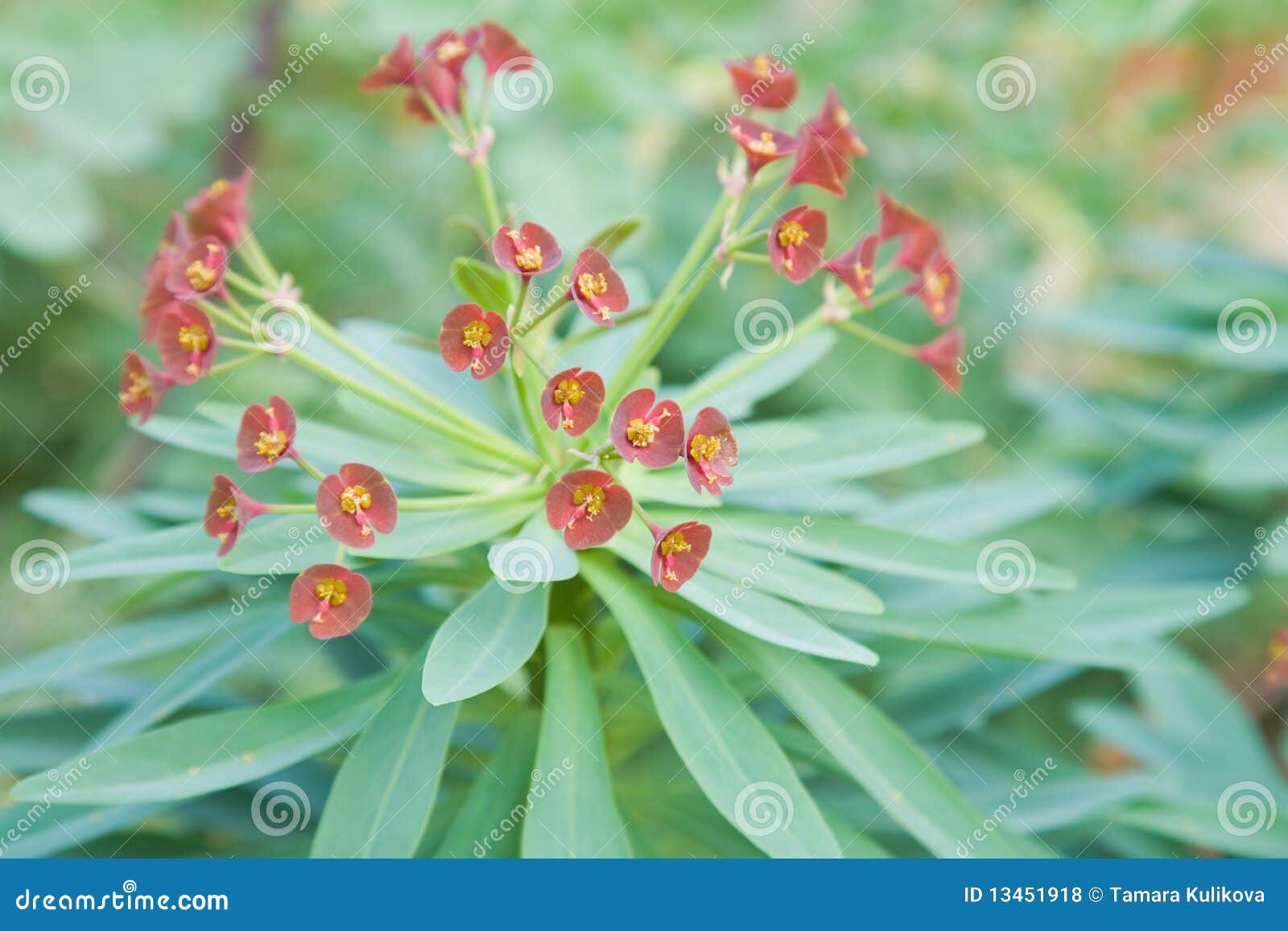 Euphorbe photo stock. Image du nature, longtemps, laiteux - 13451918