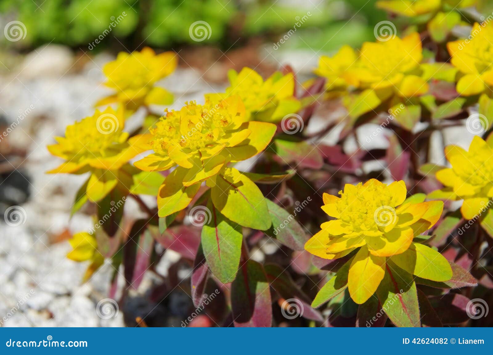 Euphorbia bonfire stock photo. Image of succulent, euphorbia - 42624082