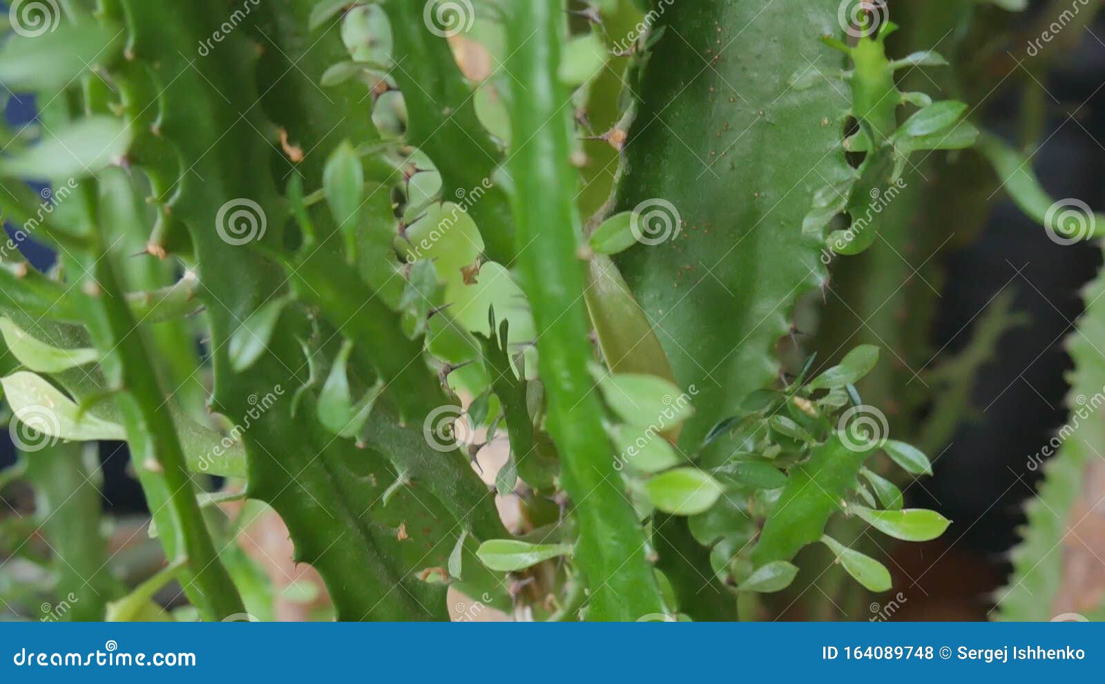 Euphorbia Cactus Triangular in a Pot Stock Footage - Video of elegant ...