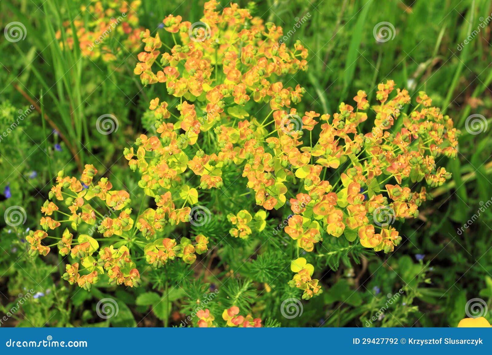 Euphorbia esula stock photo. Image of lanceolate, hemicryptophytes ...
