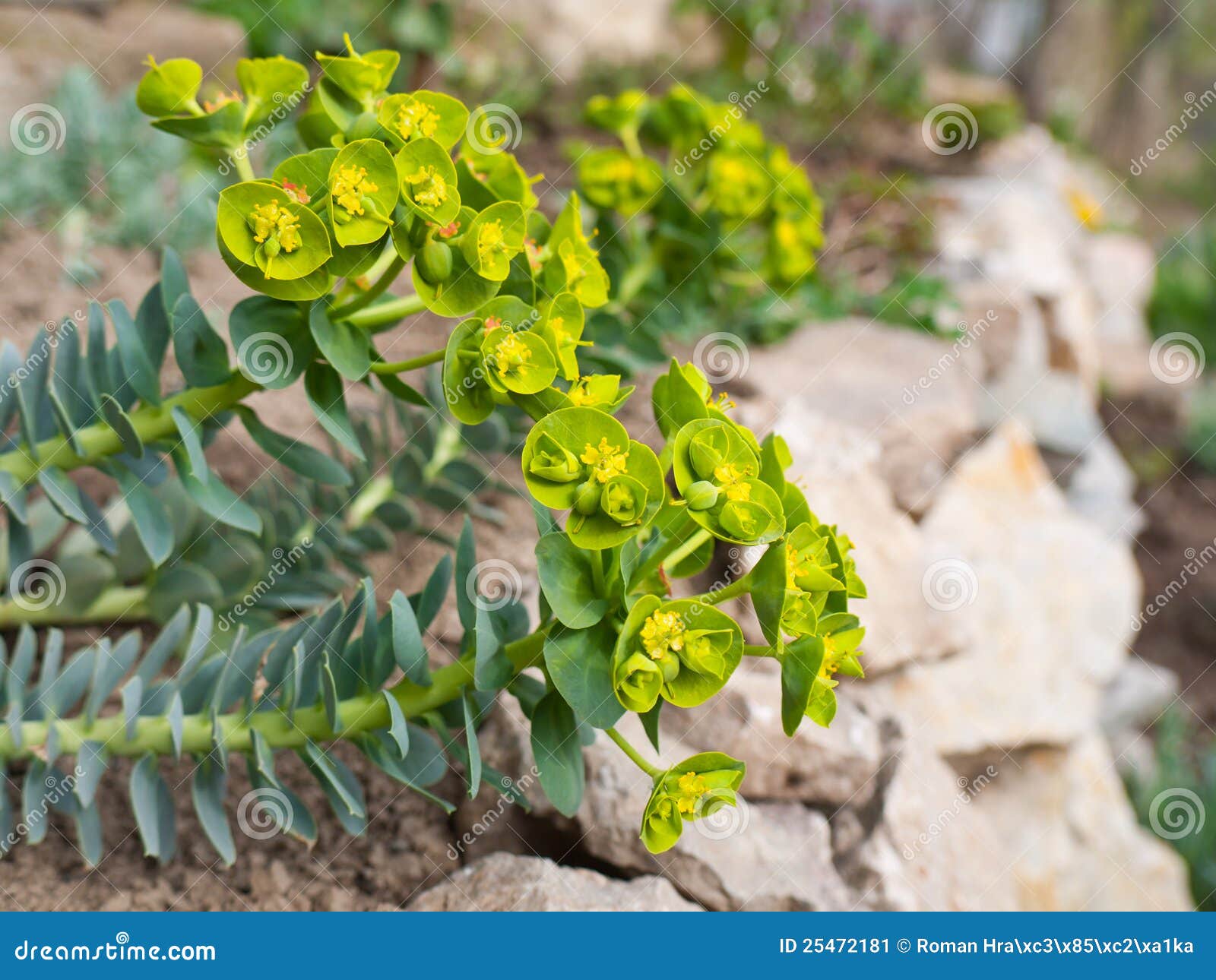 Euphorbia flower stock image. Image of closeup, euphorbiaceae - 25472181