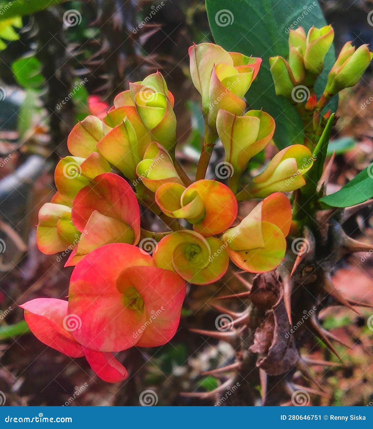 Euphorbia Flower Buds Starting To Bloom Stock Image - Image of buds ...