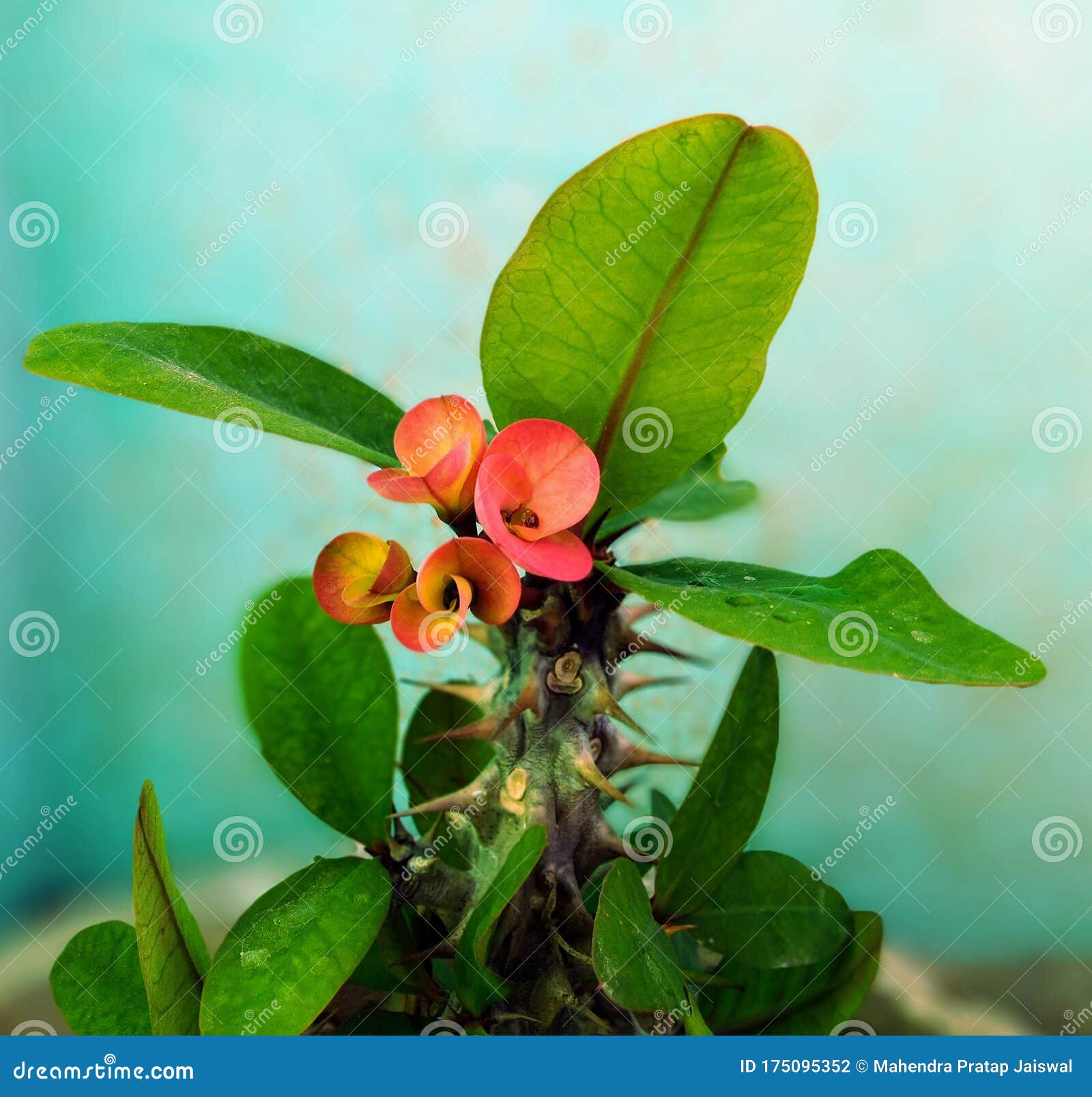 Euphorbia flower stock photo. Image of green, flower - 175095352