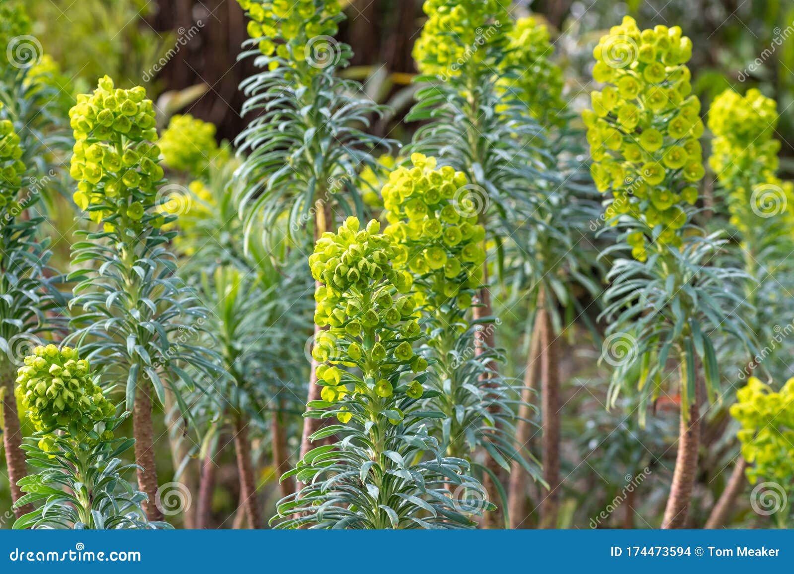 Euphorbia flowers stock photo. Image of spurge, closeup - 174473594