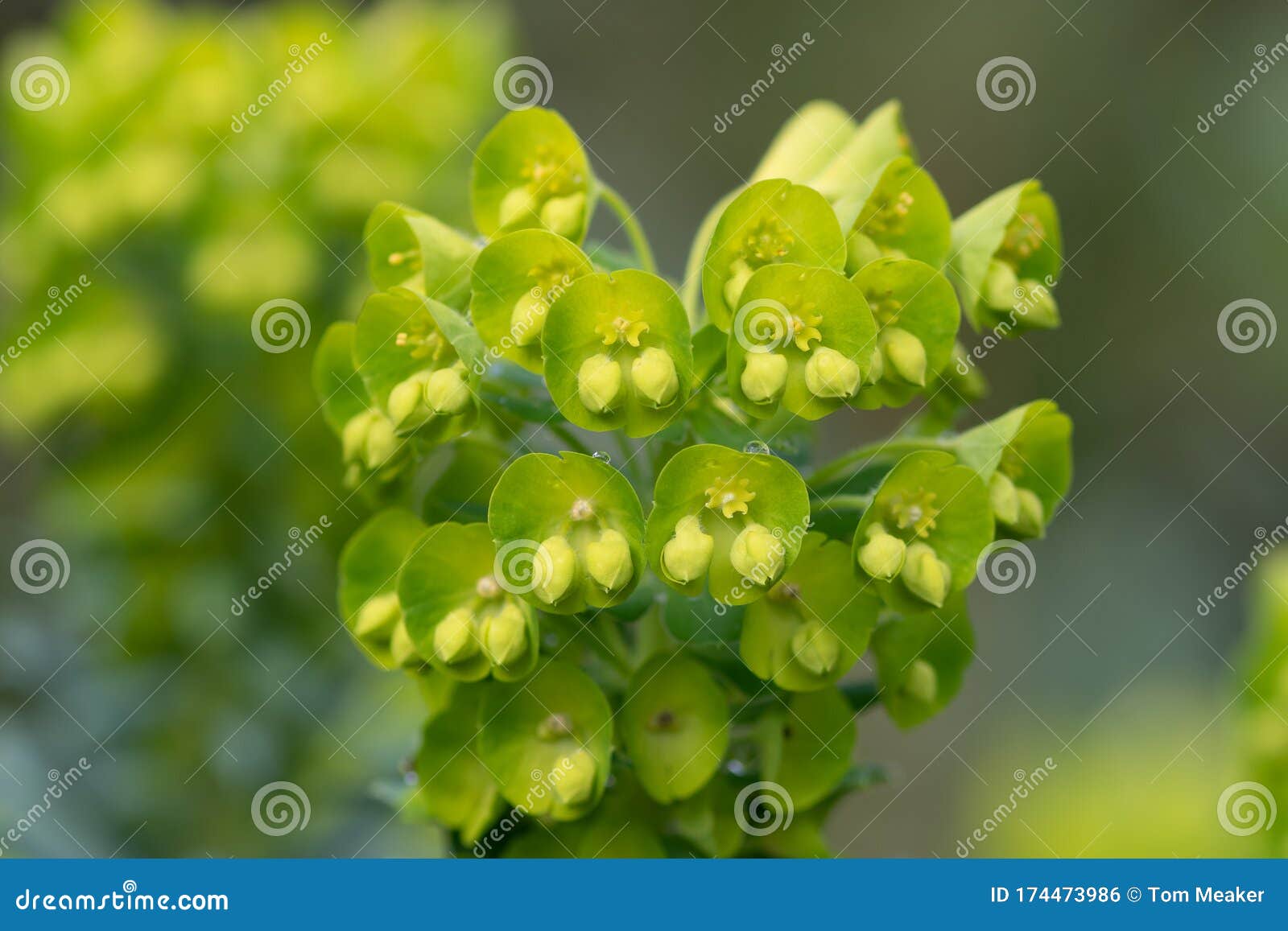 Euphorbia flowers stock photo. Image of green, horizontal - 174473986