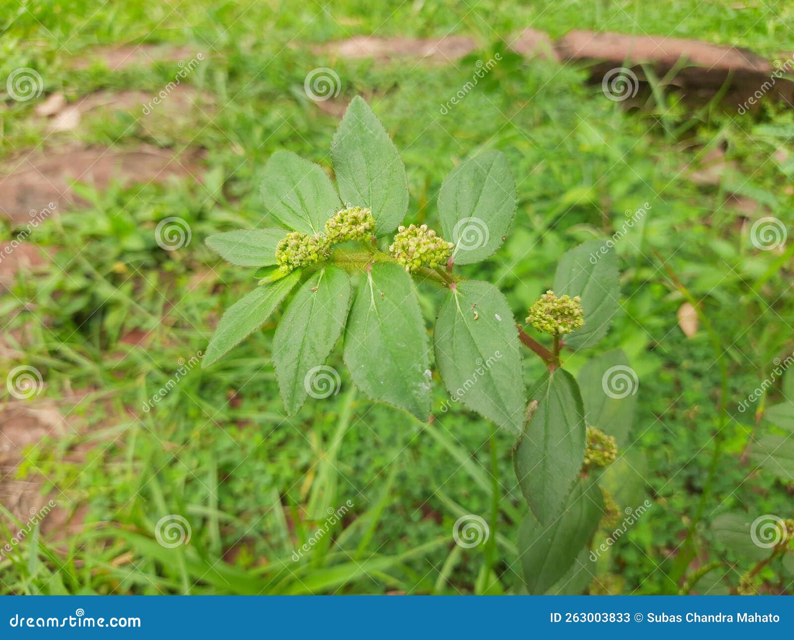 Euphorbia hirta plant. stock image. Image of medicine - 263003833 Euphorbia hirta plant. stock image. Image of medicine - 263003833
