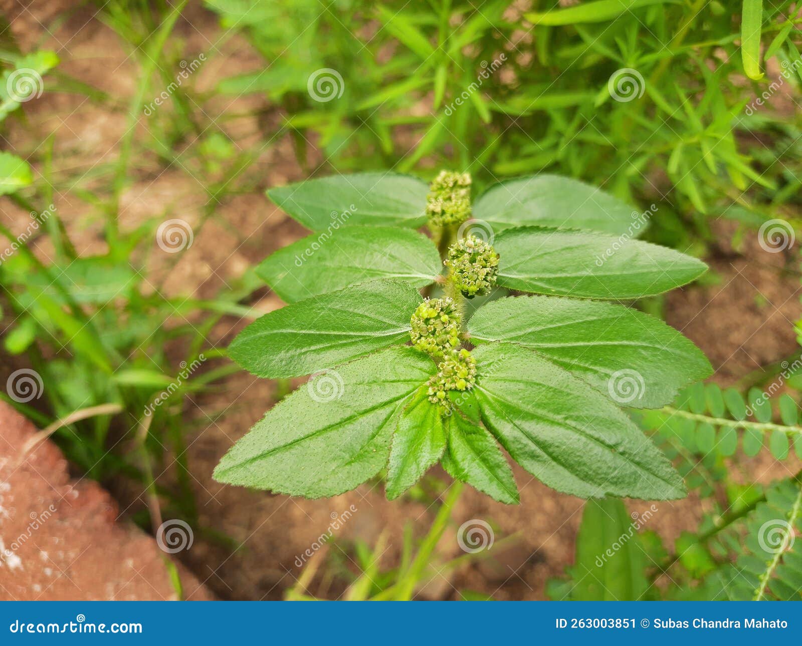 Euphorbia hirta plant. stock image. Image of hirta, weed - 263003851 Euphorbia hirta plant. stock image. Image of hirta, weed - 263003851