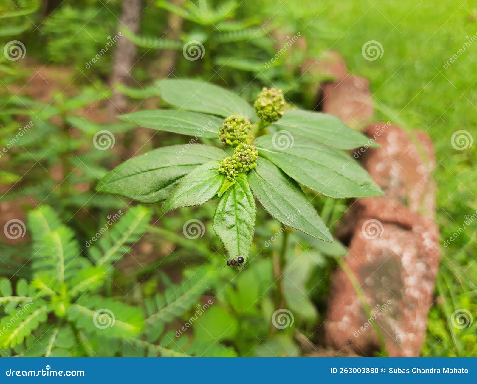 Euphorbia hirta plant. stock photo. Image of green, medicine - 263003880 Euphorbia hirta plant. stock photo. Image of green, medicine - 263003880