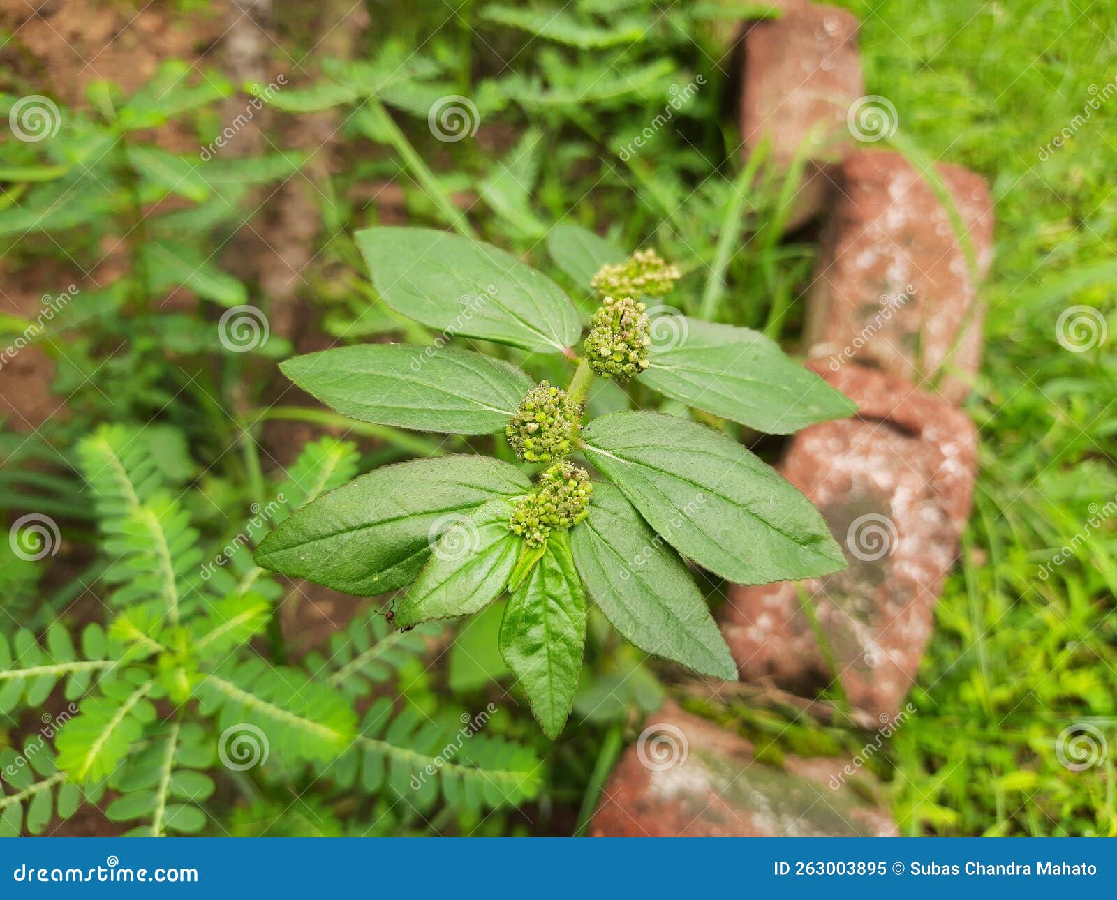 Euphorbia hirta plant. stock image. Image of botanical - 263003895 Euphorbia hirta plant. stock image. Image of botanical - 263003895