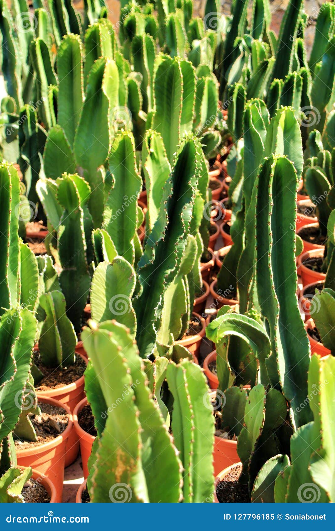 Euphorbia Cactus Stock Photos - Download 1,181 Royalty Free Photos