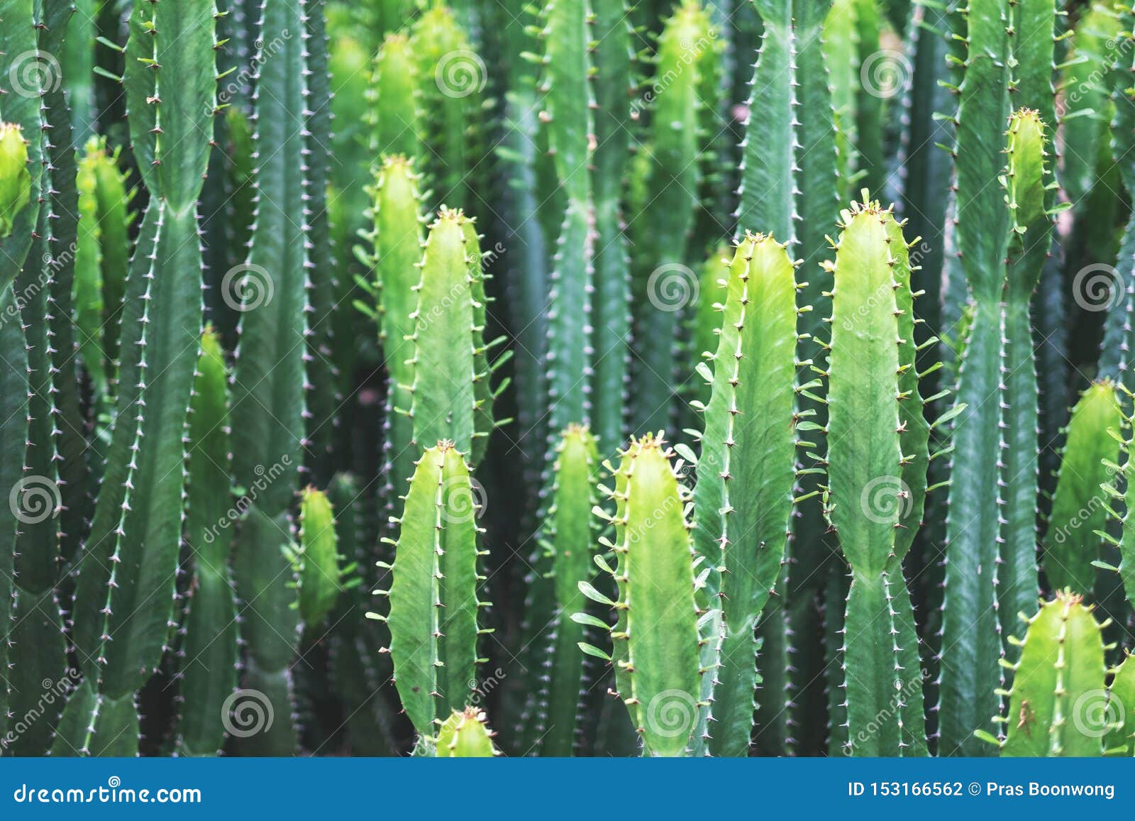 Euphorbia Ingens Or Candelabra Trees Or Naboom Plant.Path With ...