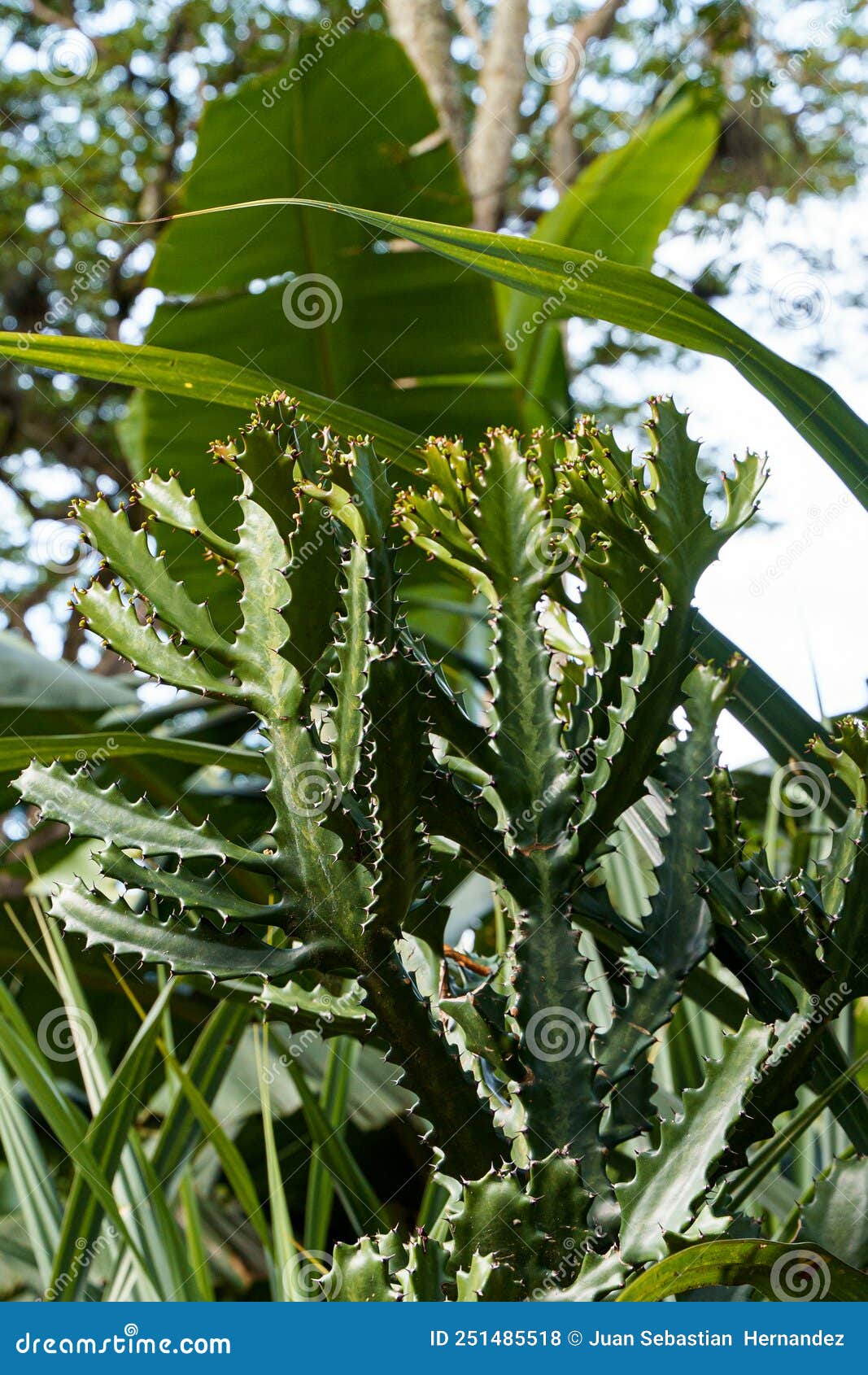 Euphorbia Lactea Cactus Na Floresta Foto de Stock - Imagem de floresta ...