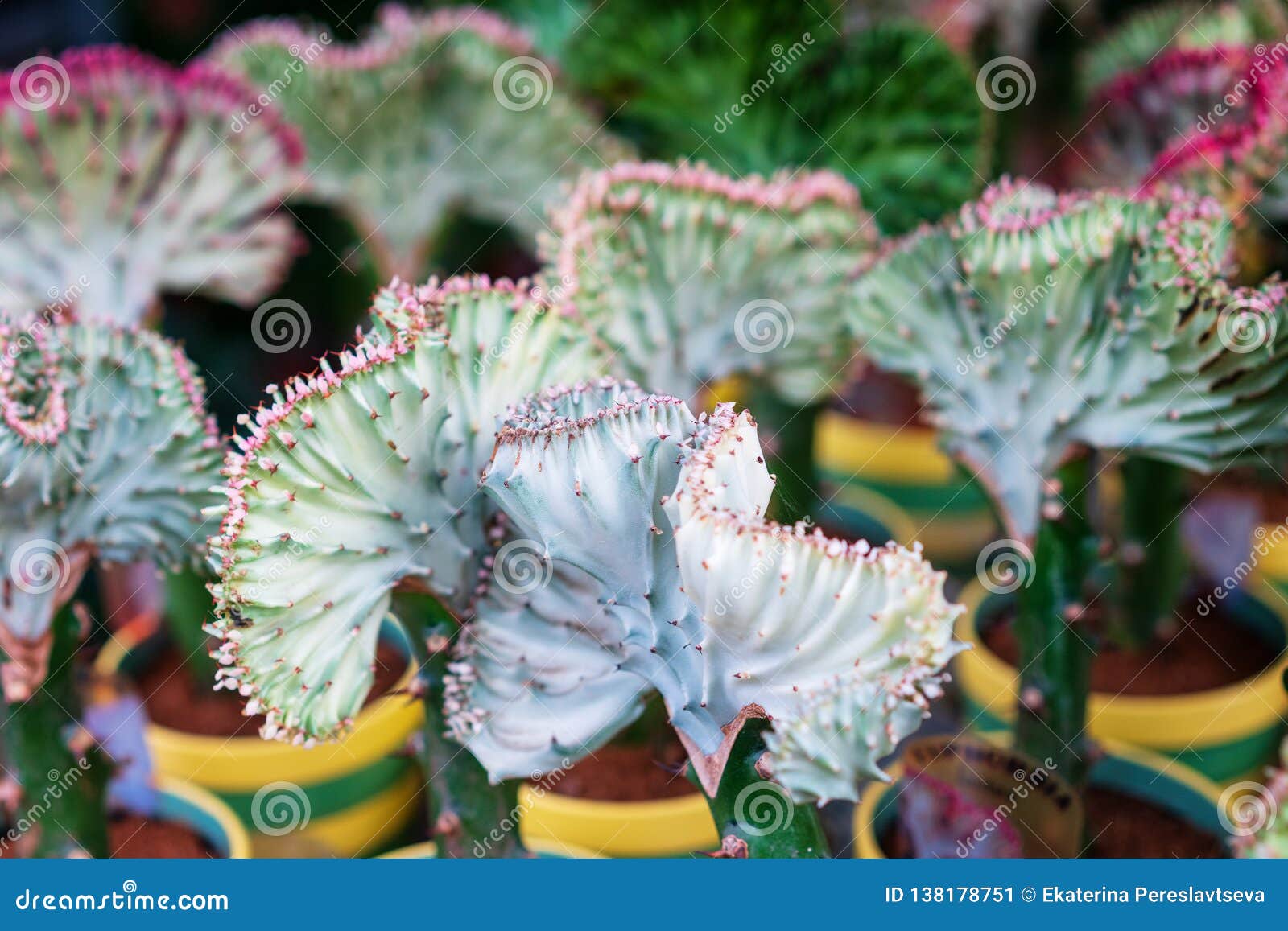 EUPHORBIA LACTEA CRISTATA GRAFTED VARIEGATED CACTUS Royalty-Free Stock ...