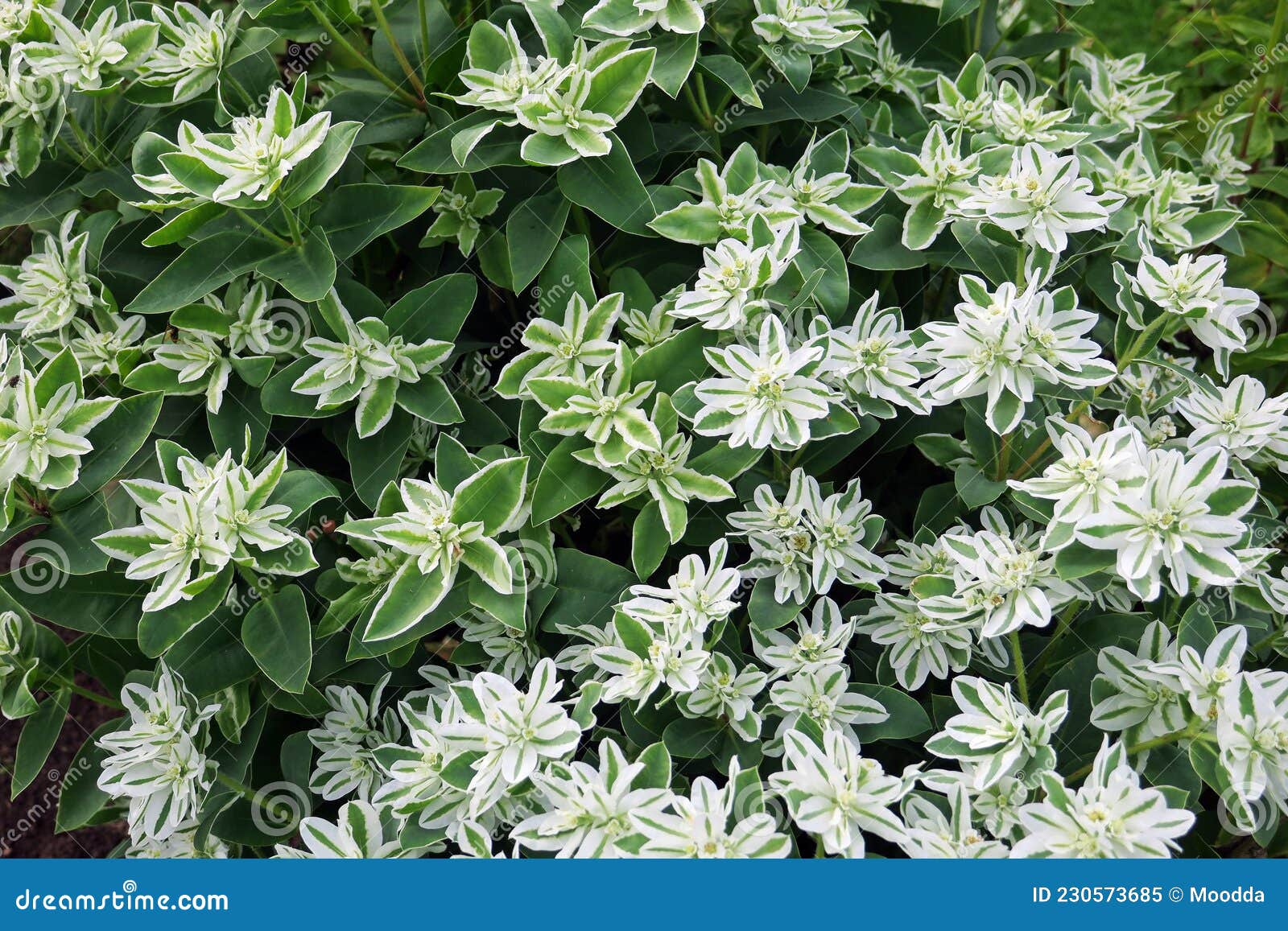 Euphorbia Marginata. Ghost Weed. Stock Image - Image of background ...