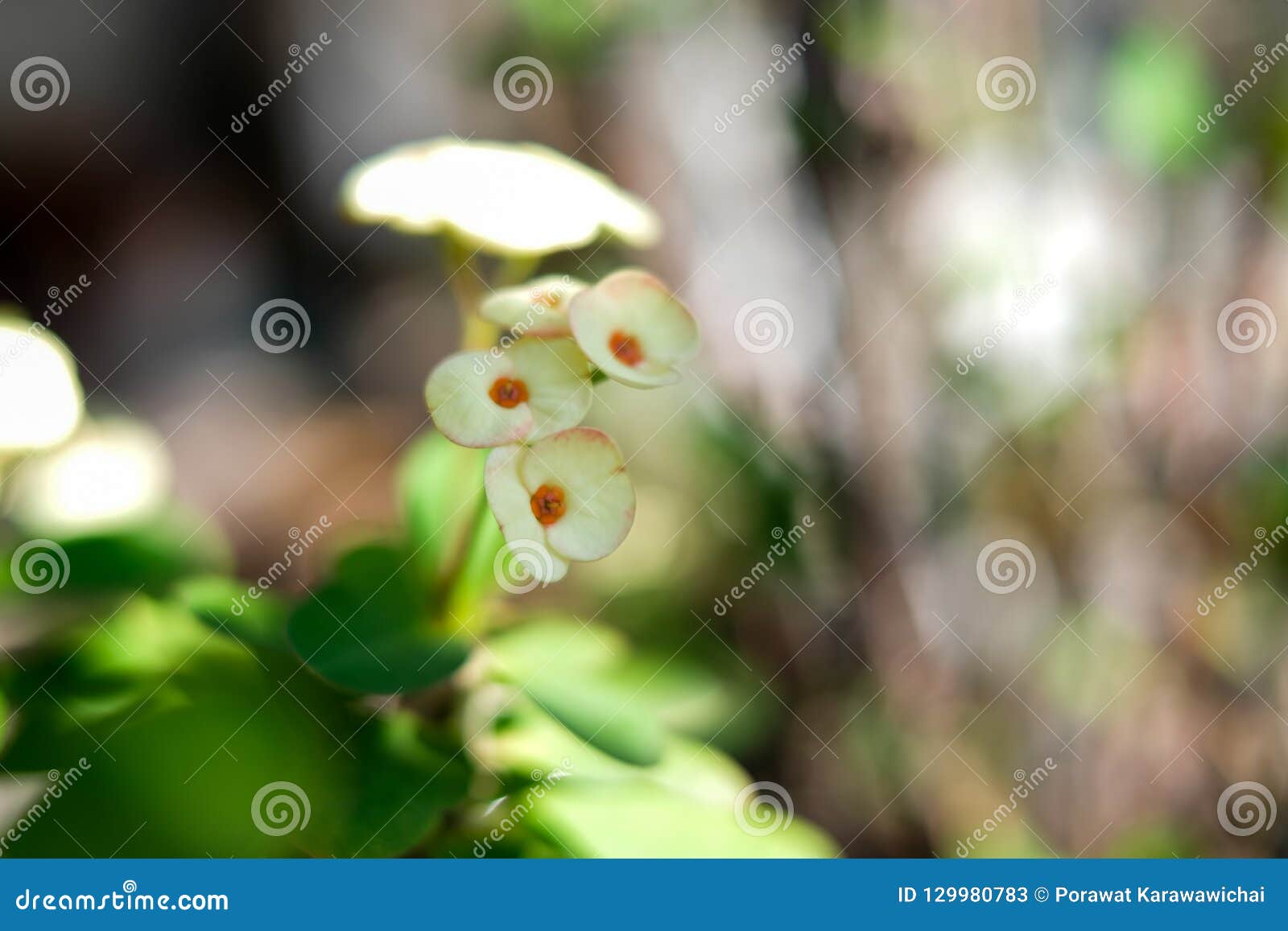 Euphorbia milli flower stock image. Image of plant, bright - 129980783