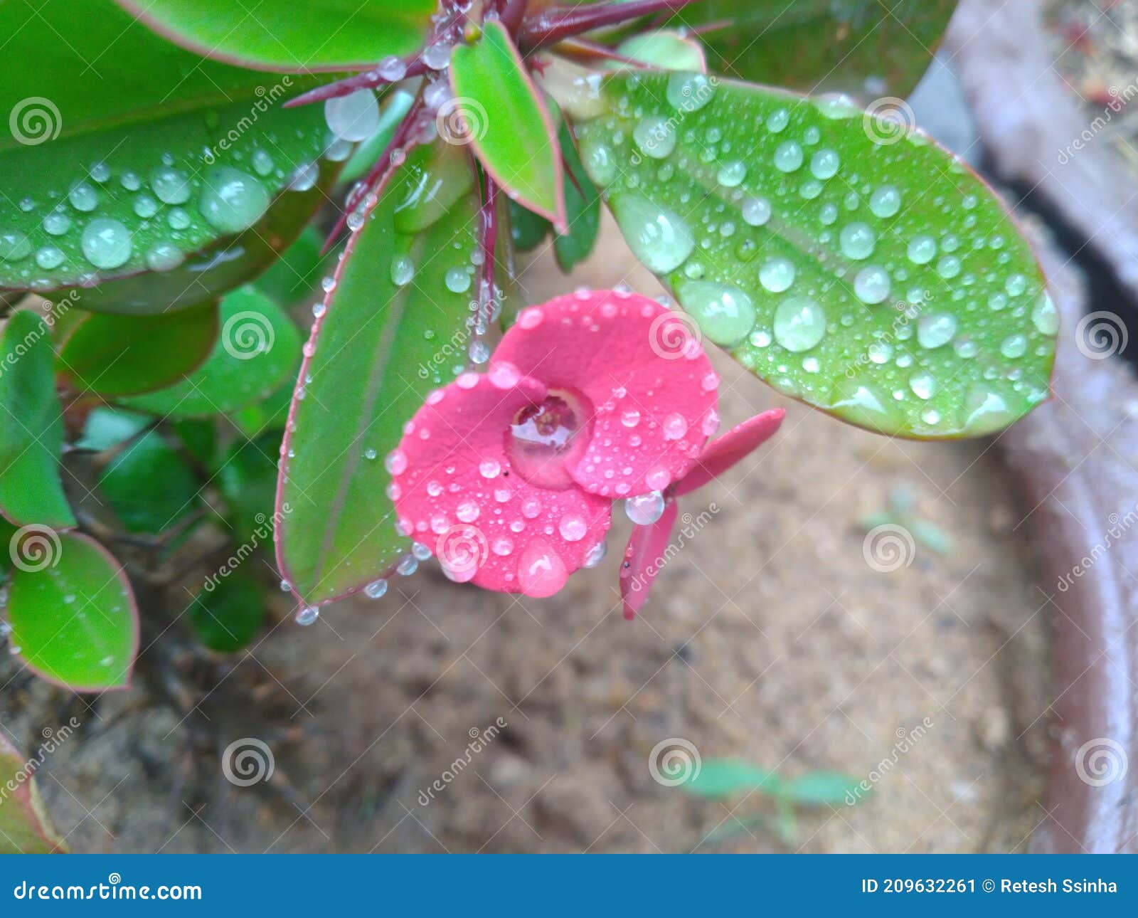 Euphorbia Milli - Succulent Plant Stock Image - Image of tree ...