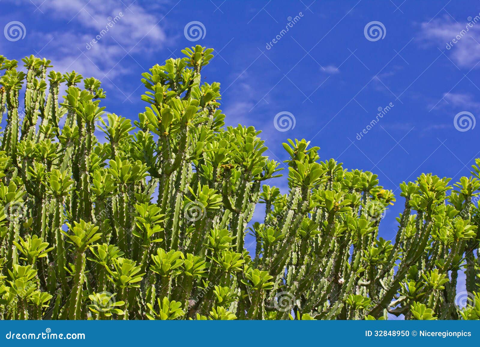 Euphorbia Neriifolia L. (E. Ligularia Roxb.) Mescal Tree Royalty-Free ...