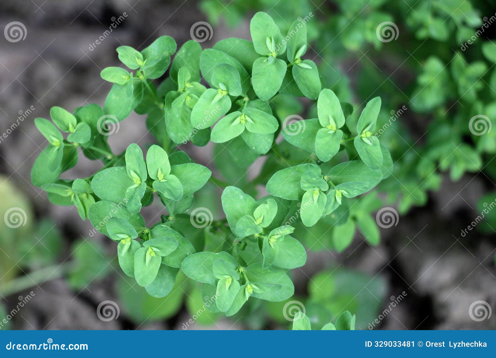 Euphorbia Peplus Grows in Nature As a Weed Stock Image - Image of topic ...