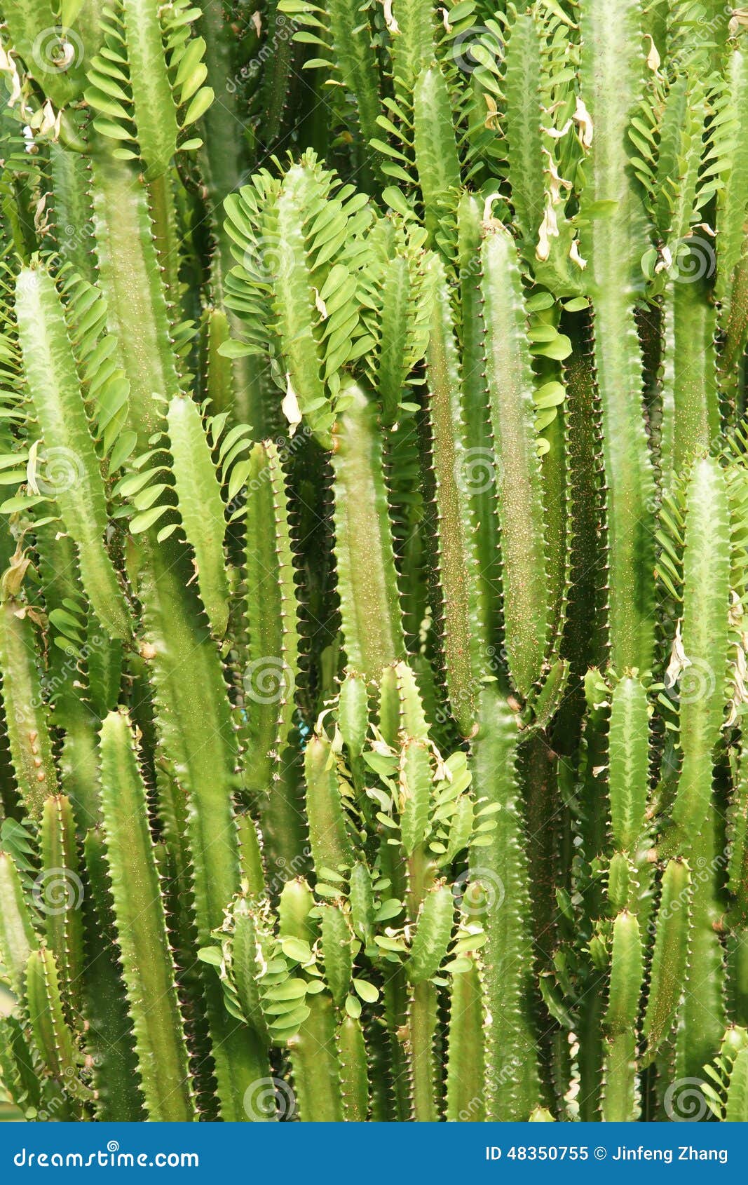 Euphorbia royleana stock image. Image of edge, royleana - 48350755