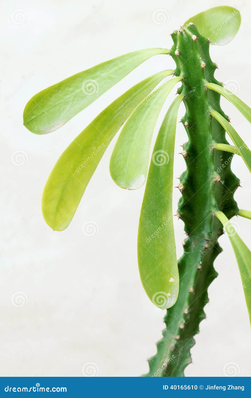 Euphorbia royleana stock photo. Image of thorn, green - 40165610