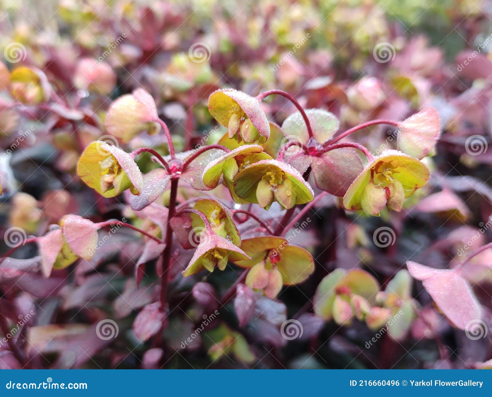 Euphorbia Ruby Glow stock photo. Image of blossom, spring - 216660496