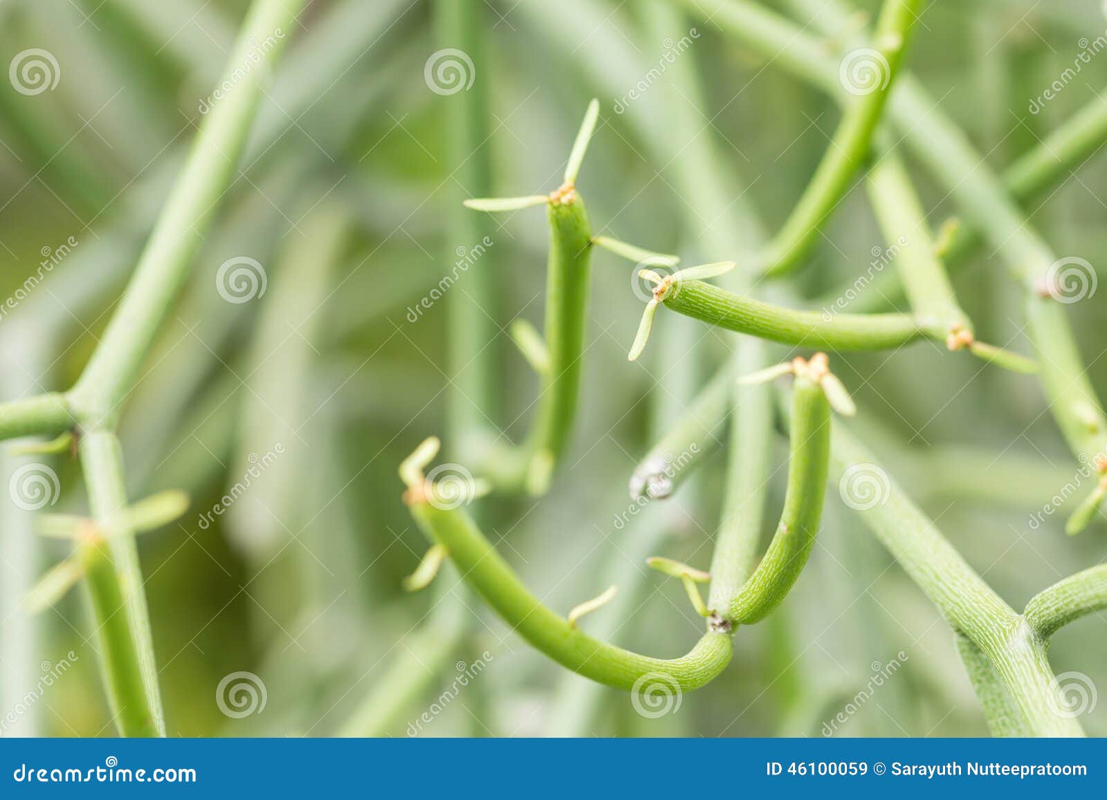 Red Pencil Tree Euphorbia Tirucalli Orange Leaves - Closeup Background ...
