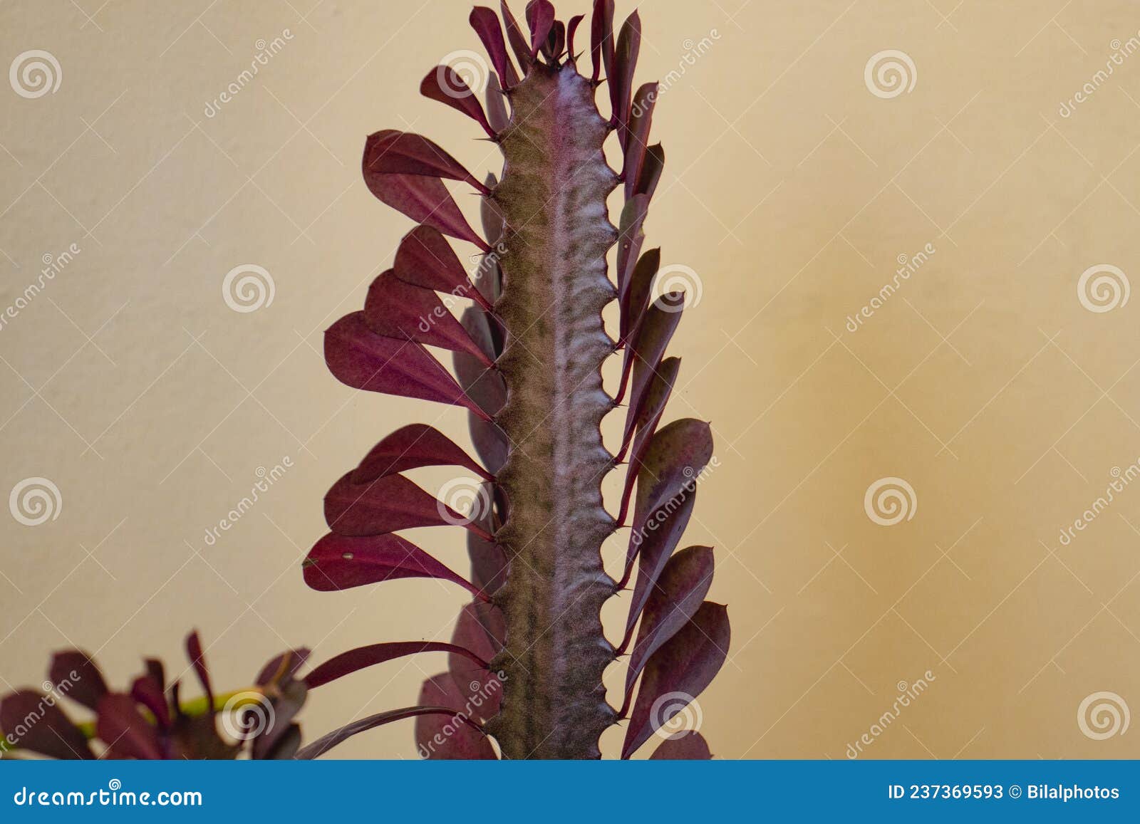 Euphorbia Trigona Ruby Cactus Plant Stock Image - Image of desert, stem ...