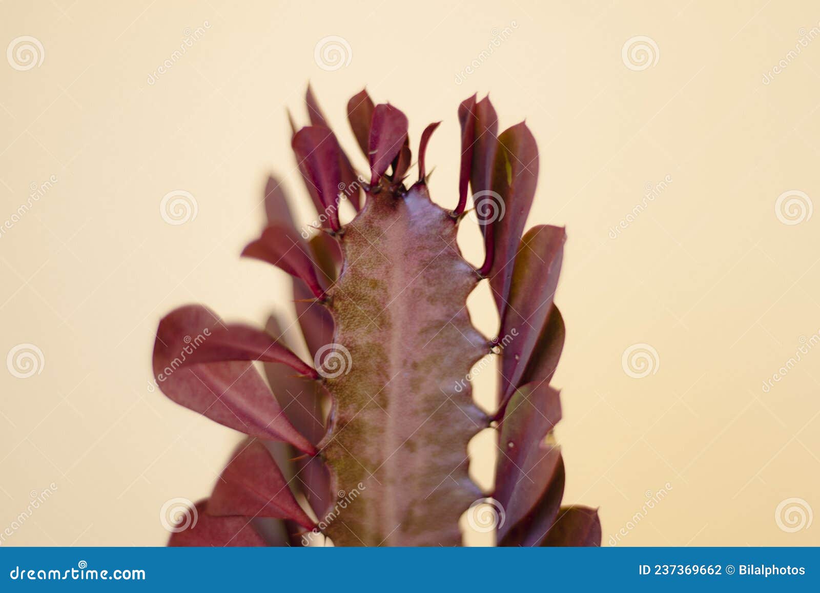 Euphorbia Trigona Ruby or Ruby Good Luck Cactus Stock Photo - Image of ...