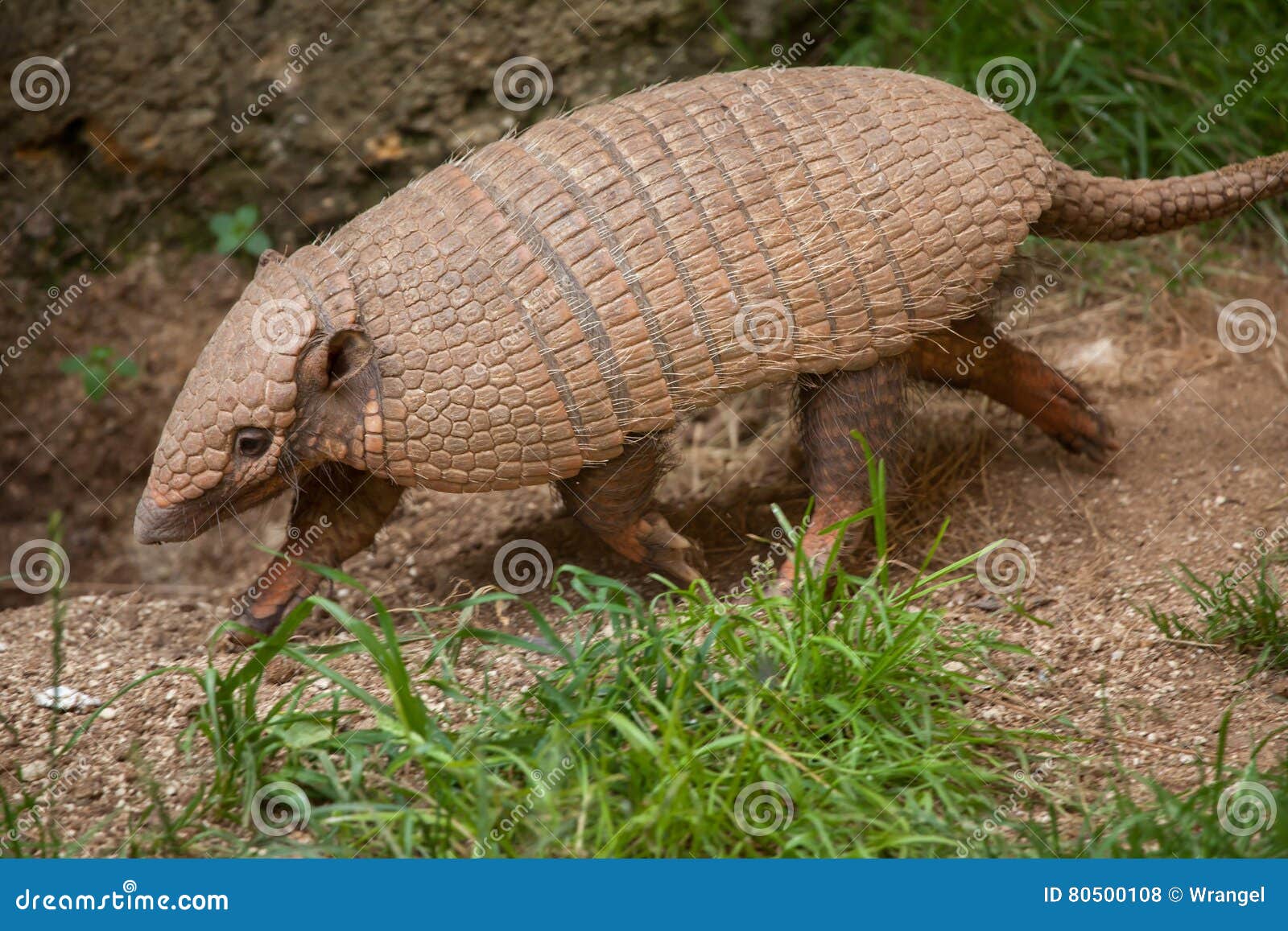 Euphractus Sei-legato Sexcinctus Dell'armadillo Fotografia Stock ...