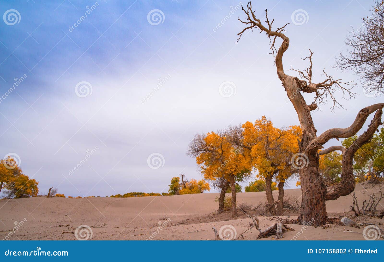 Euphrates poplar in desert stock photo. Image of brawniness - 107158802