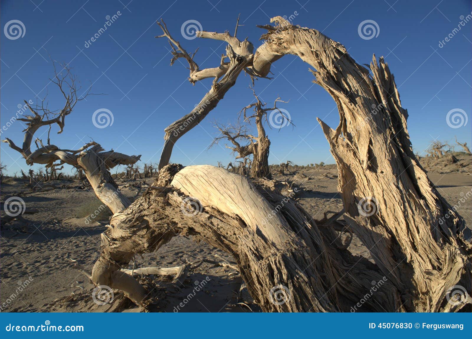 Euphratica del Populus foto de archivo. Imagen de planta - 45076830