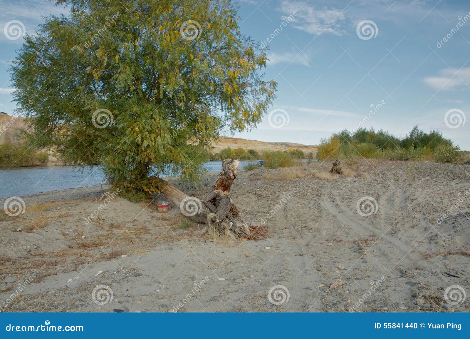 Euphratica del Populus foto de archivo. Imagen de sunset - 55841440