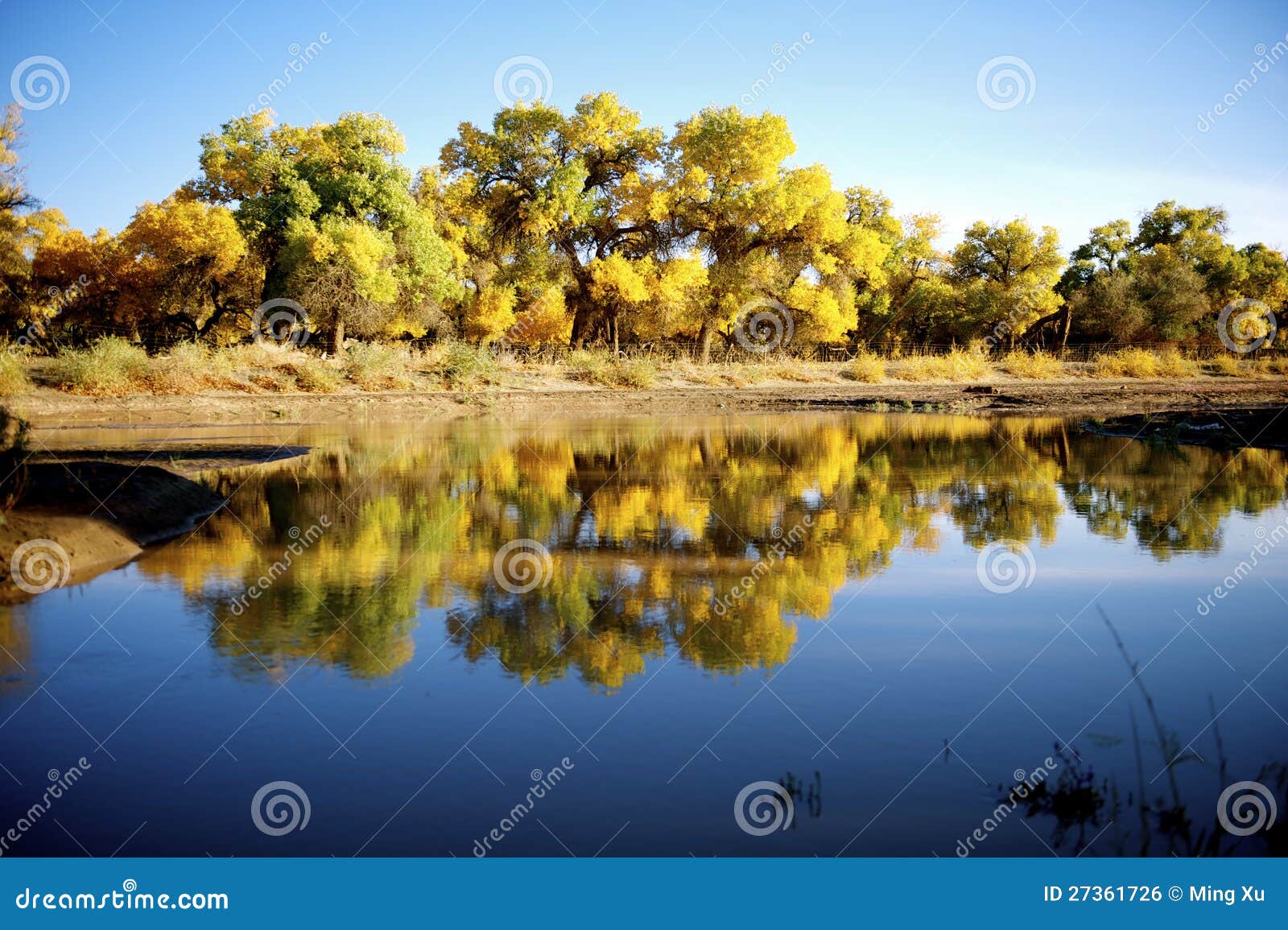 Euphratica Del Populus Al Lado Del Río Foto de archivo - Imagen de ...