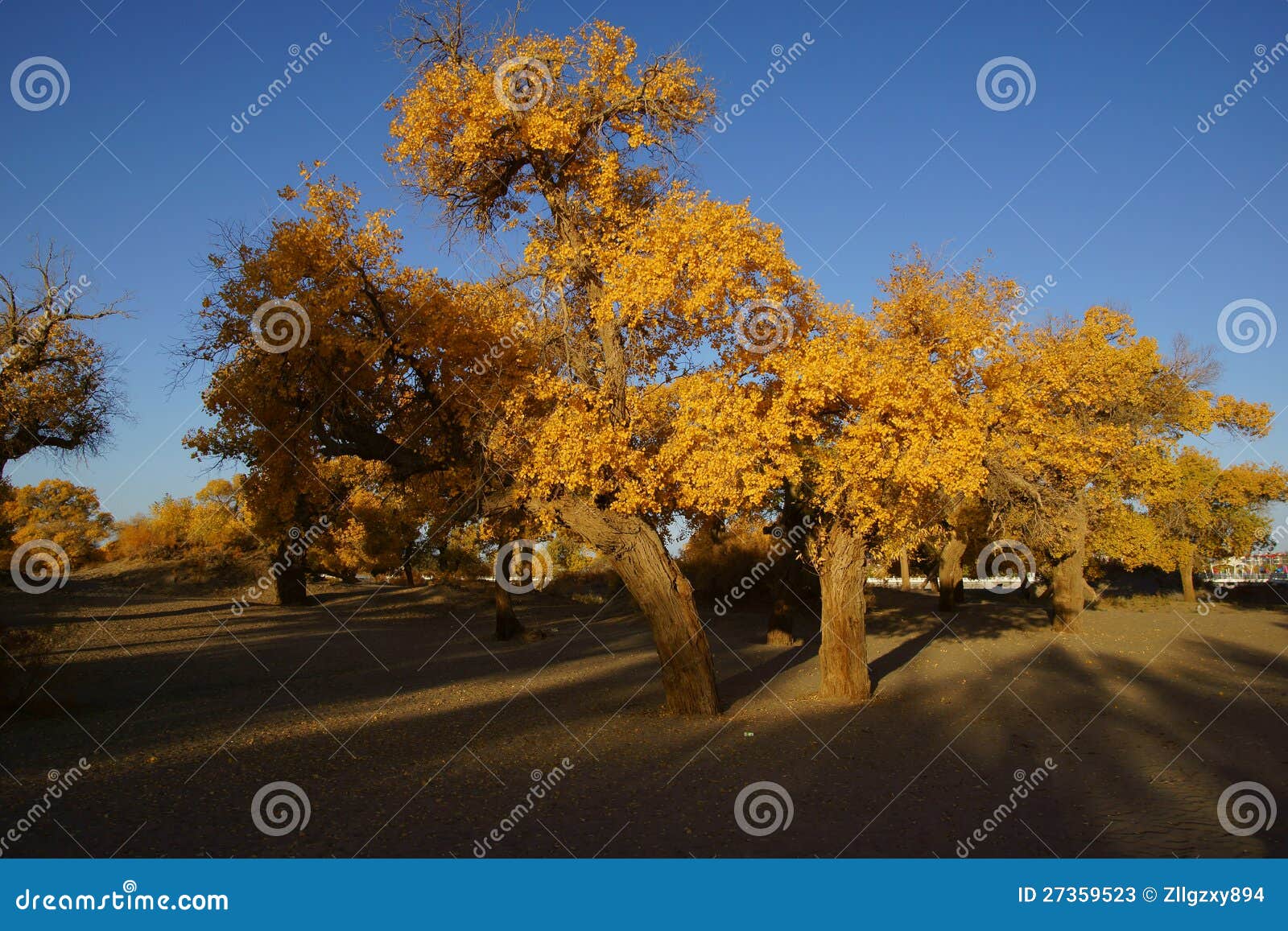 Euphratica Populus стоковое изображение. изображение насчитывающей ...