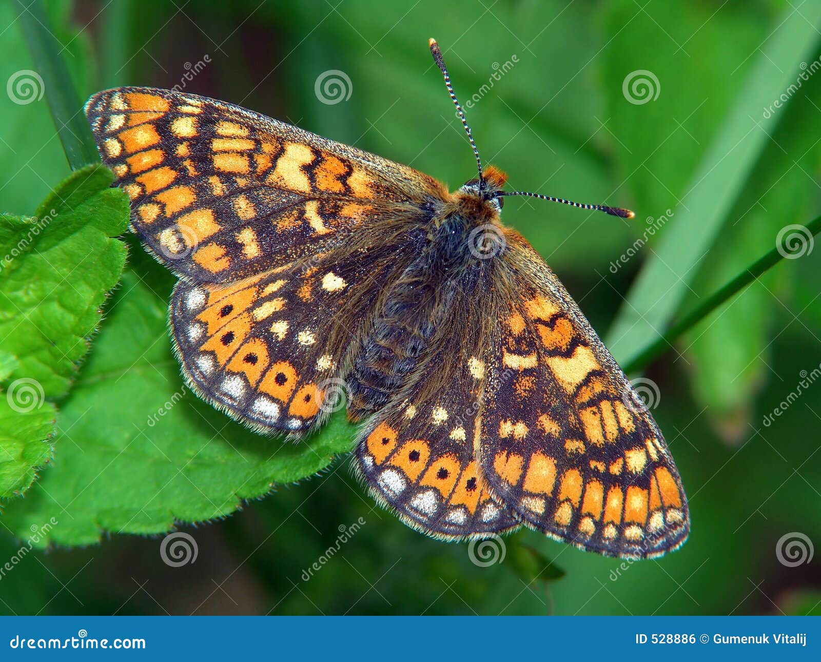 Euphydryas aurinia. stock photo. Image of aurinia, lepidoptera - 528886