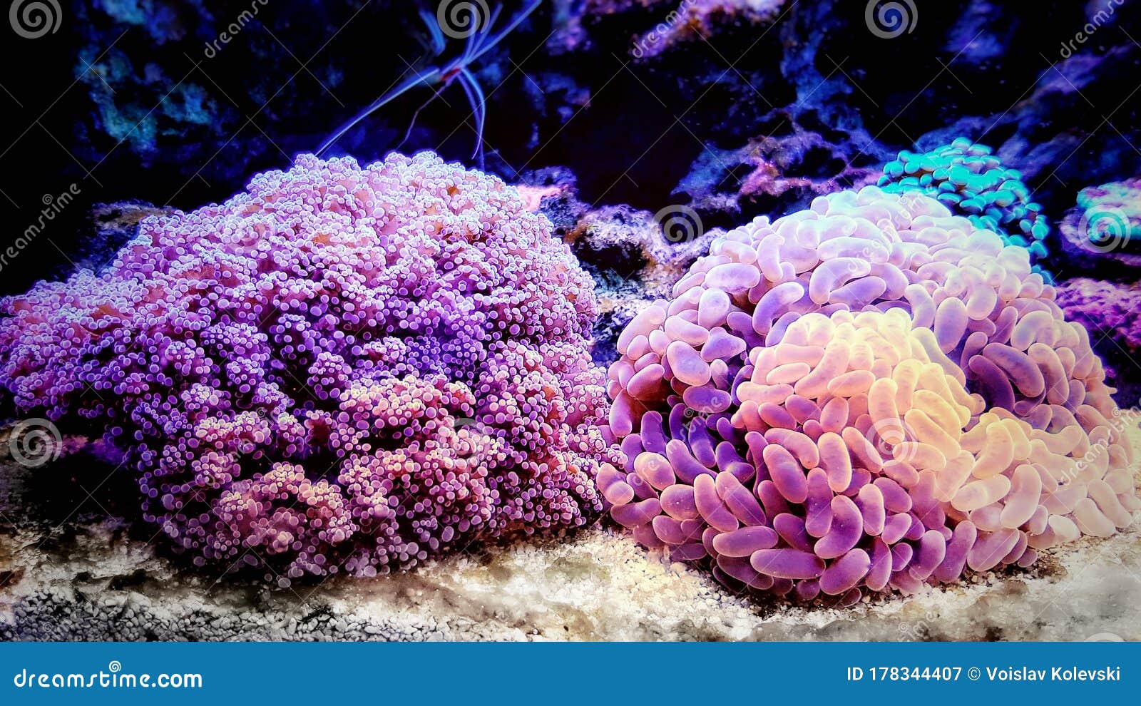 Euphyllia Hammer LPS Coral - Euphyllia Ancora Stock Image - Image of ... Euphyllia Hammer LPS Coral - Euphyllia Ancora Stock Image - Image of ...