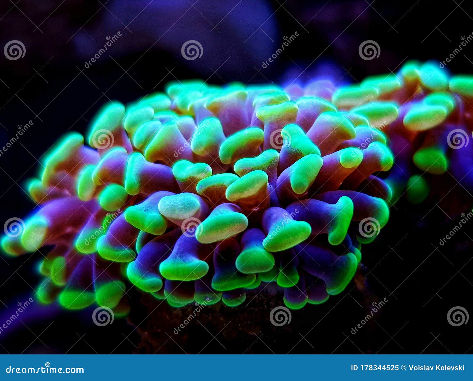 Euphyllia Hammer LPS Coral - Euphyllia Ancora Stock Image - Image of ... Euphyllia Hammer LPS Coral - Euphyllia Ancora Stock Image - Image of ...