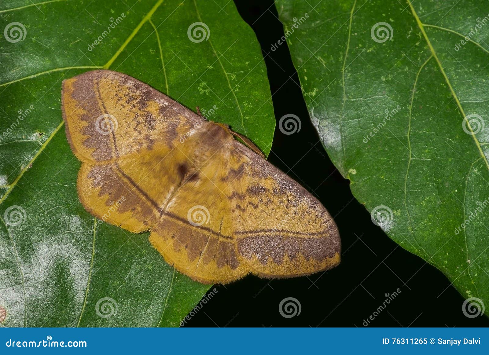 Eupterote sp. moth stock image. Image of forest, moore - 76311265
