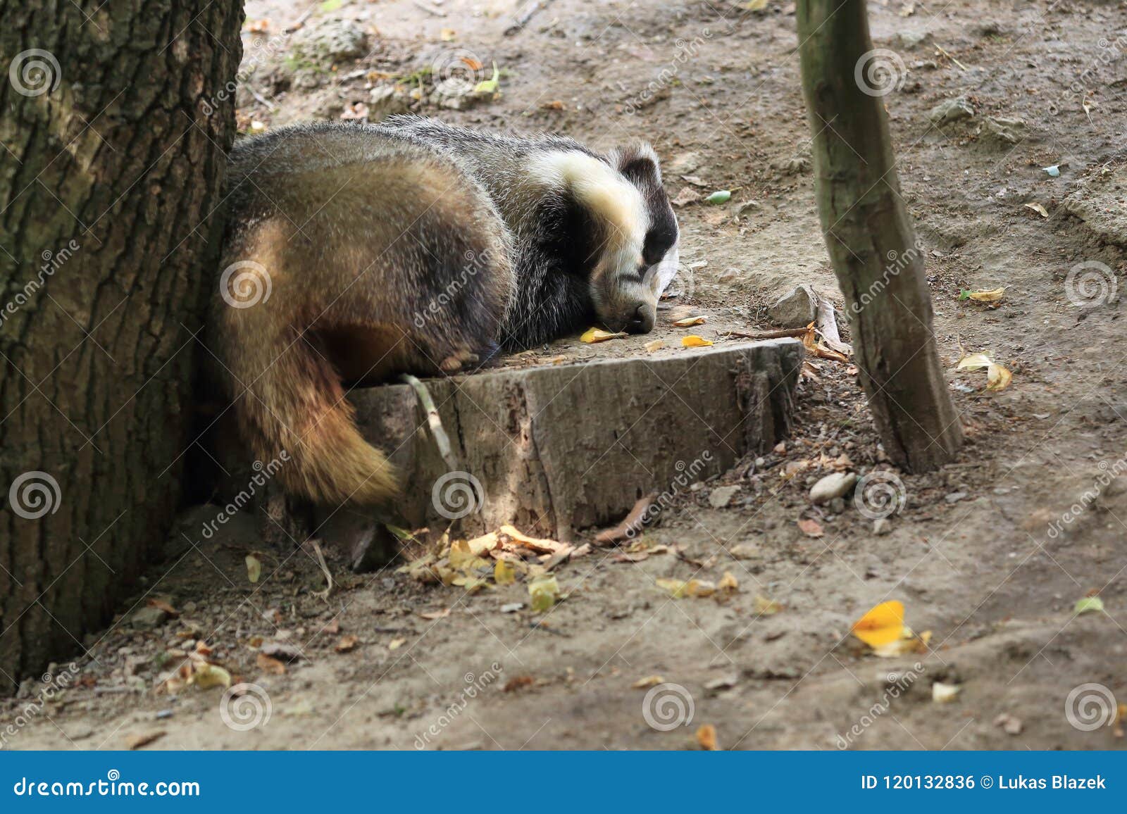 Eurasian badger stock photo. Image of sleep, adult, meles - 120132836