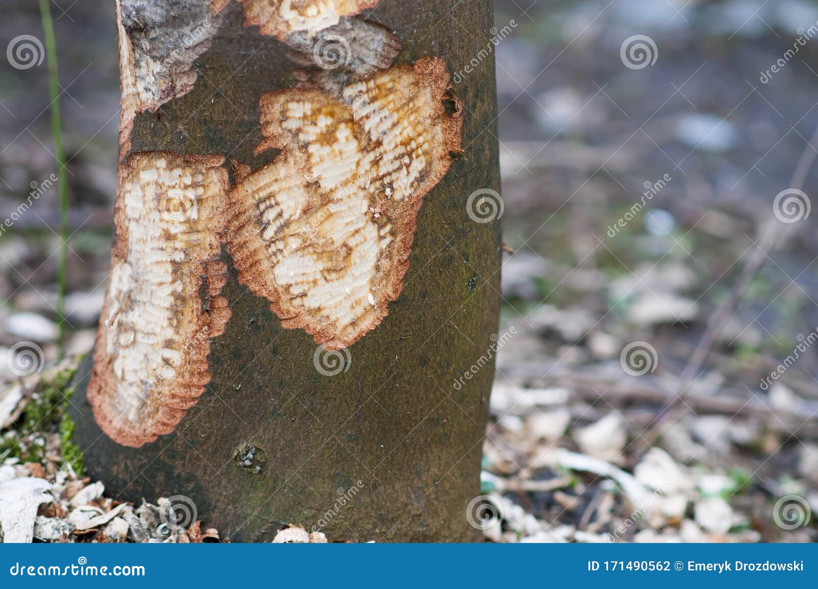 Eurasian Beaver Cuts on the Tree. Beaver Damage Stock Photo - Image of ...