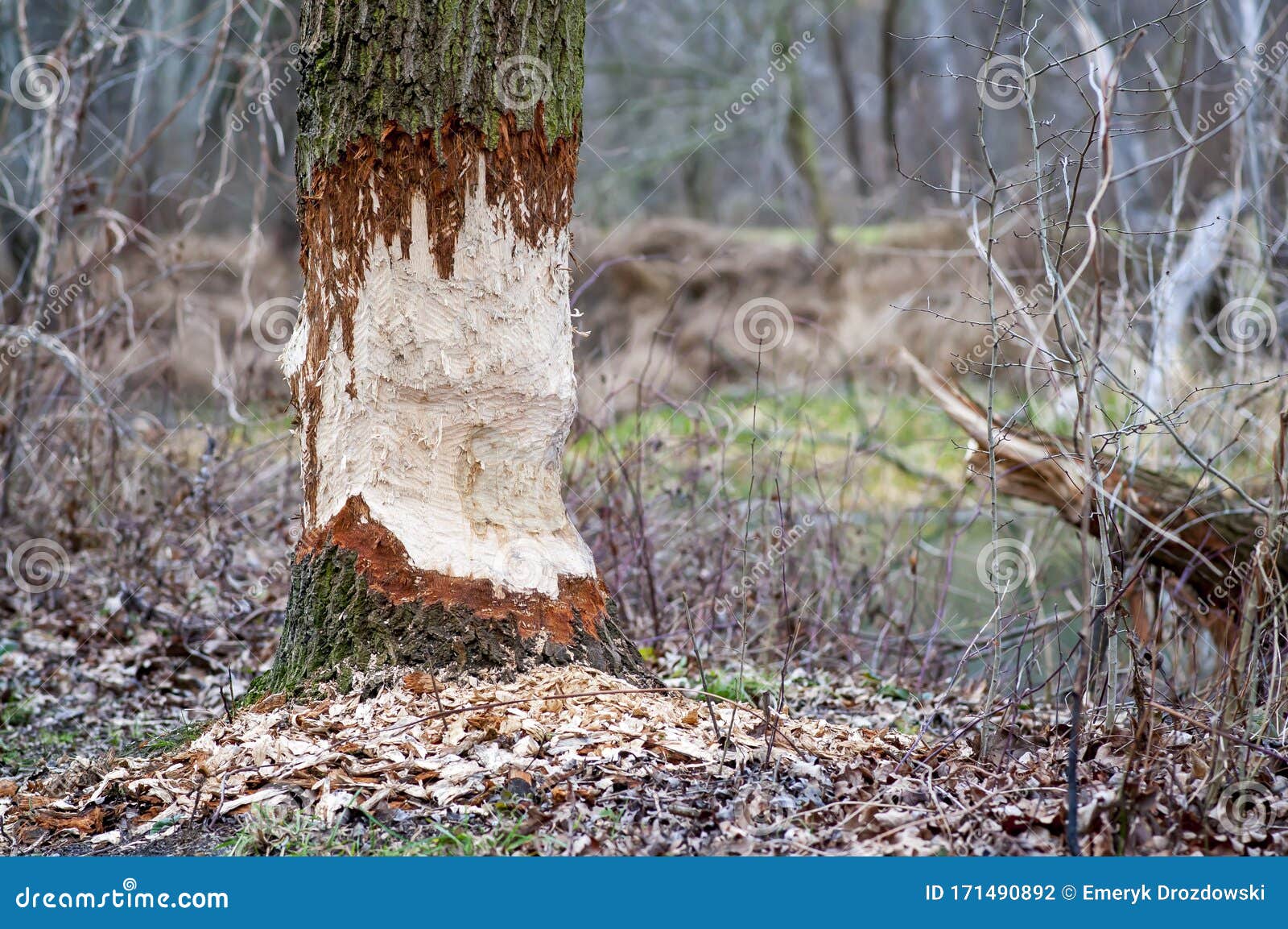 Eurasian Beaver Cuts on the Tree. Beaver Damage Stock Photo - Image of ...