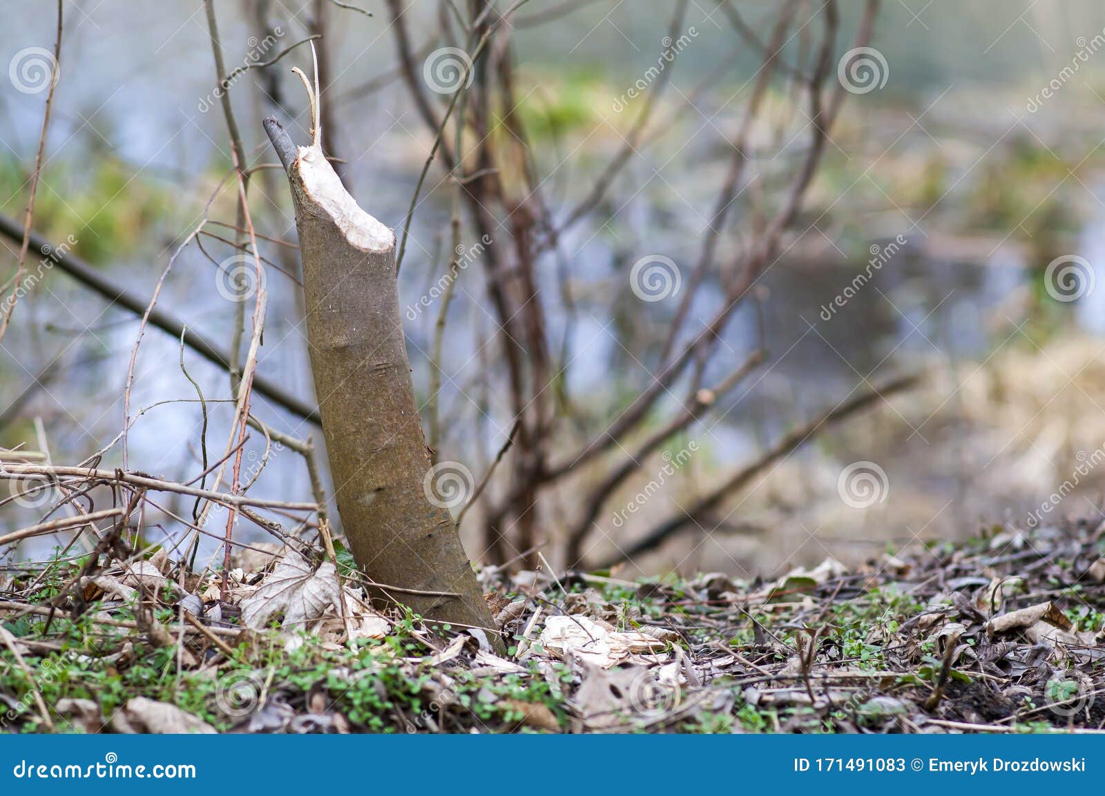 Eurasian Beaver Cuts on the Tree. Beaver Damage Stock Image - Image of ...