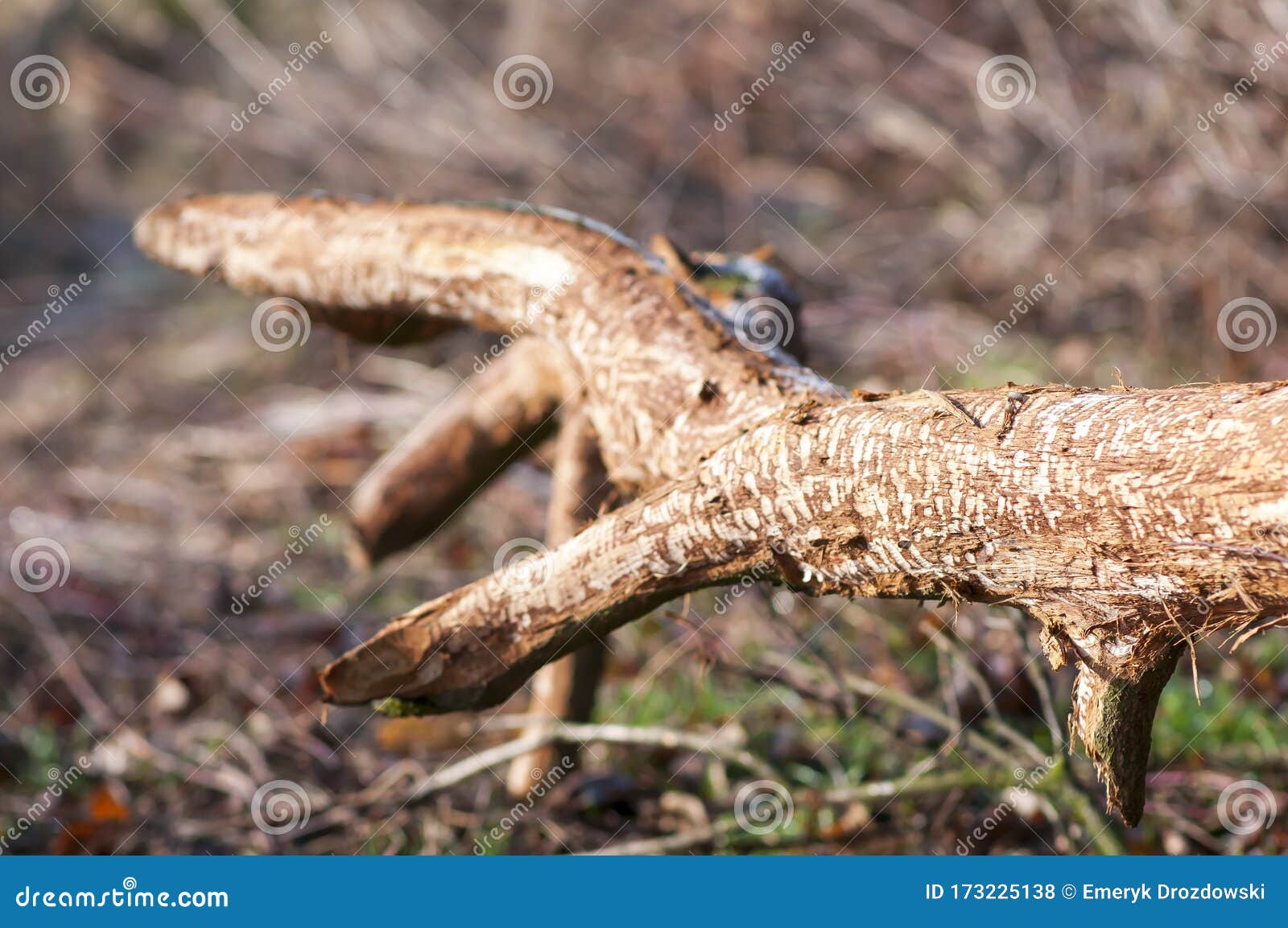 Eurasian Beaver Cuts on the Tree. Beaver Damage Stock Photo - Image of ...