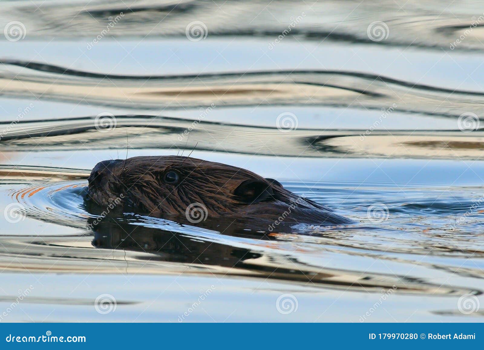 Eurasian Beaver Floating in the River at Sunset. Stock Photo - Image of ...